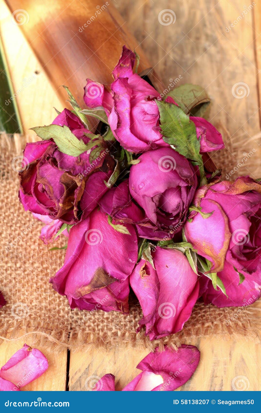 Pink Roses and Rose Petals Were Sprinkled Fallen. Stock Image - Image ...