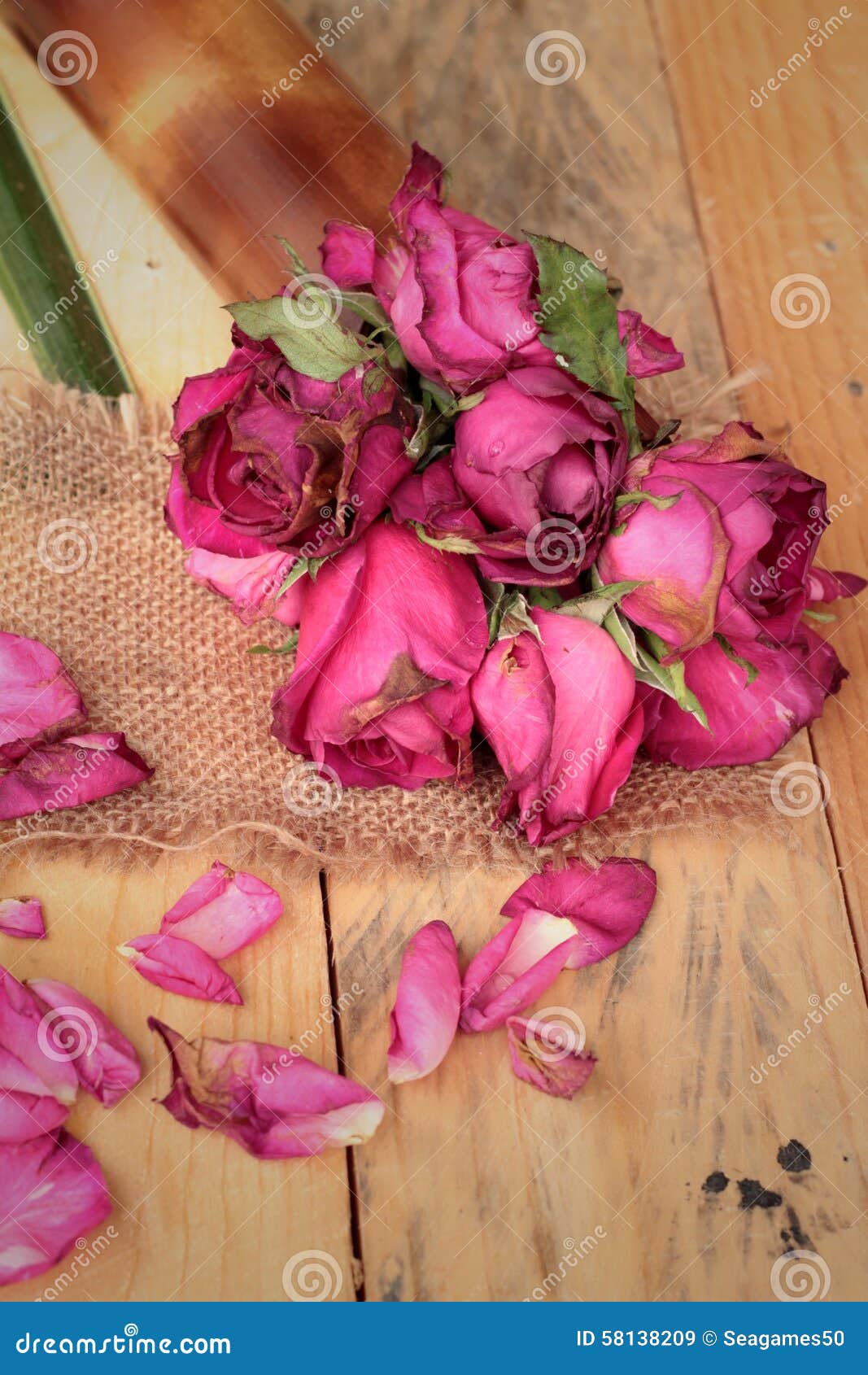 Pink Roses and Rose Petals Were Sprinkled Fallen. Stock Image - Image ...