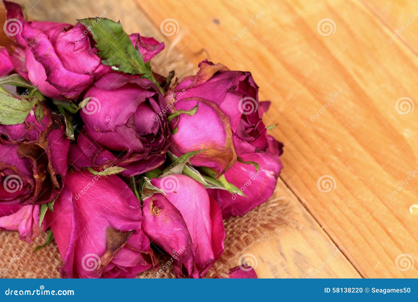 Pink Roses and Rose Petals Were Sprinkled Fallen. Stock Photo - Image ...