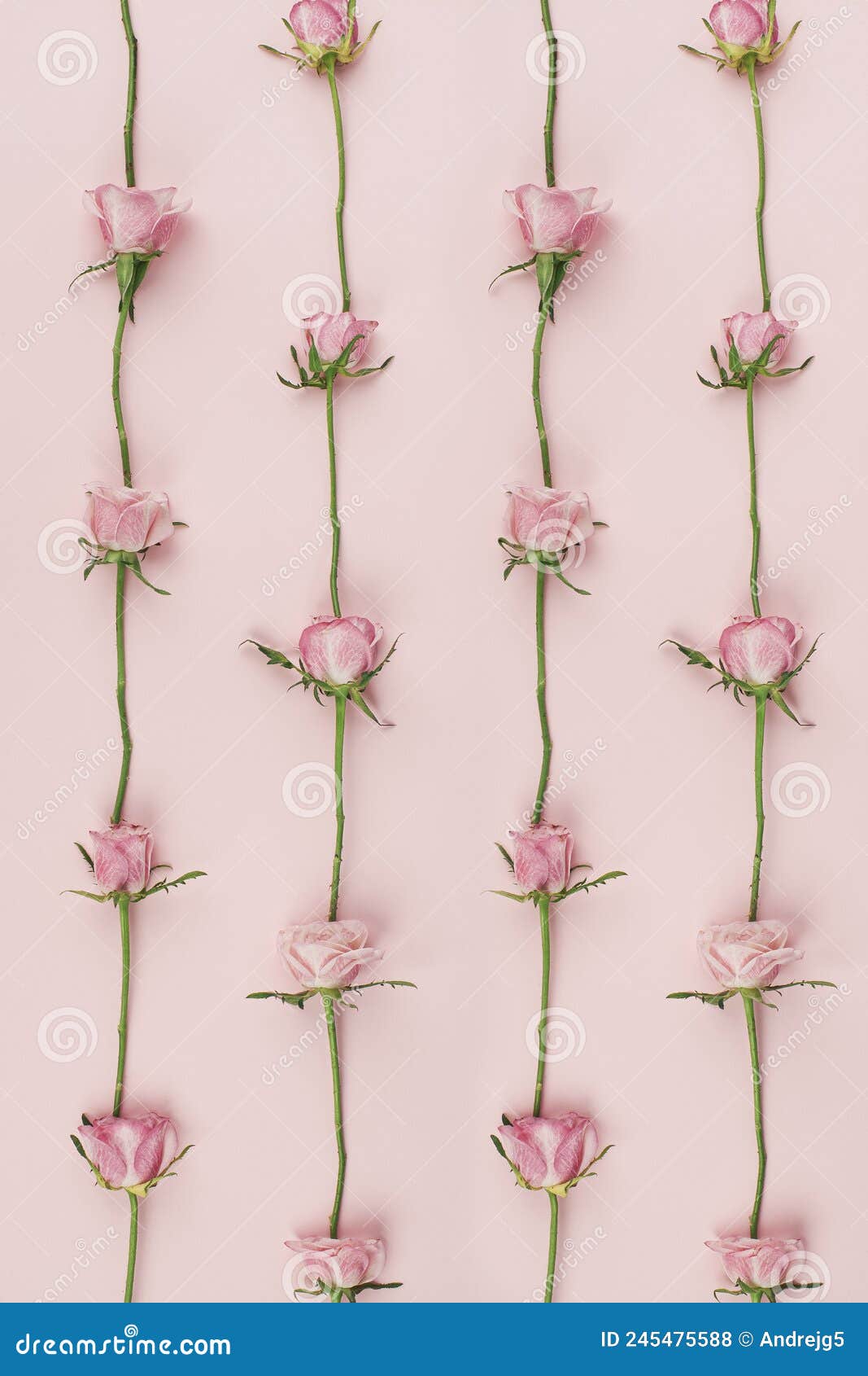Pink Roses in Row Pattern with Small Flowers. Simple Flat Lay ...