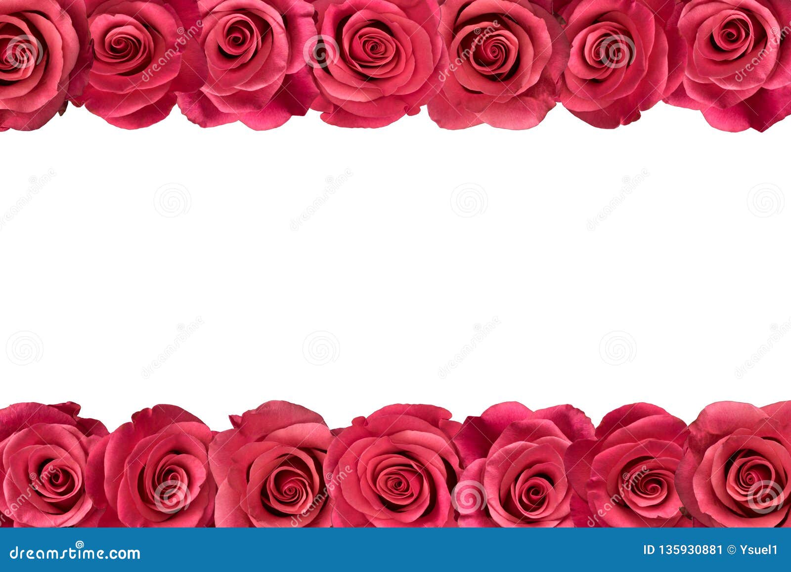 Pink roses in rows stock image. Image of beauty, background - 135930881