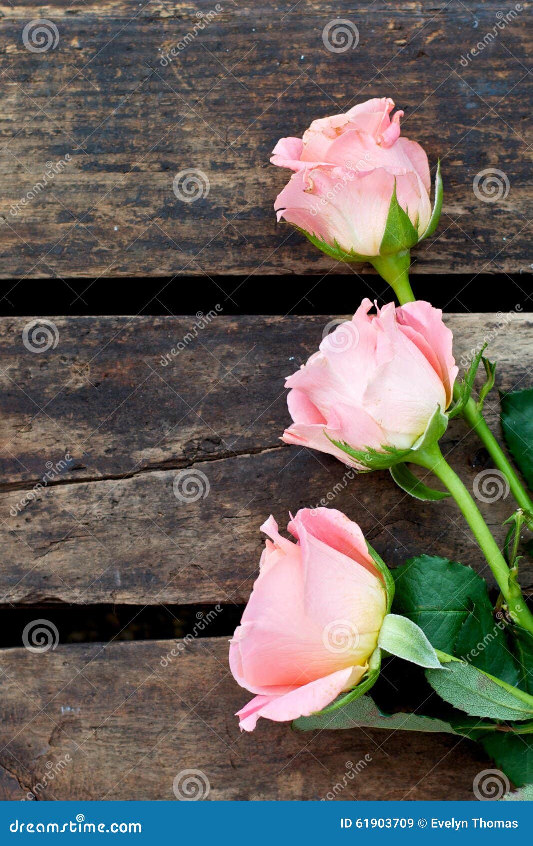 Pink Roses on a Rustic Wooden Background Stock Image - Image of wooden ...