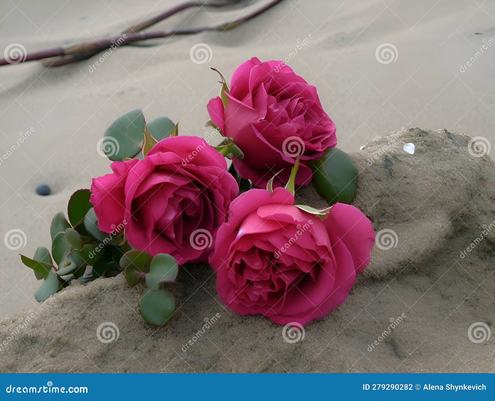 Pink roses in the sand stock illustration. Illustration of floral ...