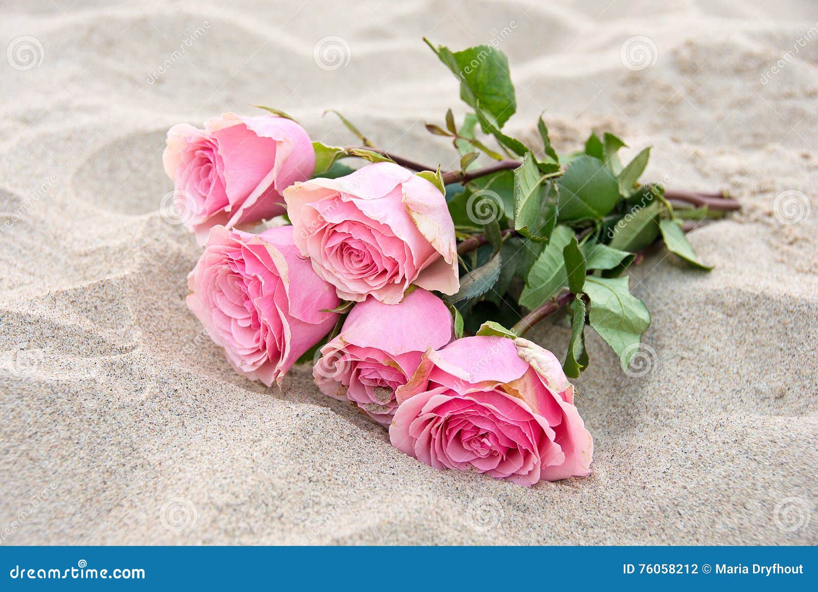 Pink roses in sand stock photo. Image of rose, botanical - 76058212