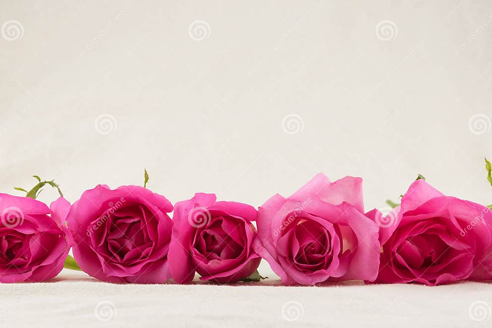 Pink roses from side view stock image. Image of space - 97528013