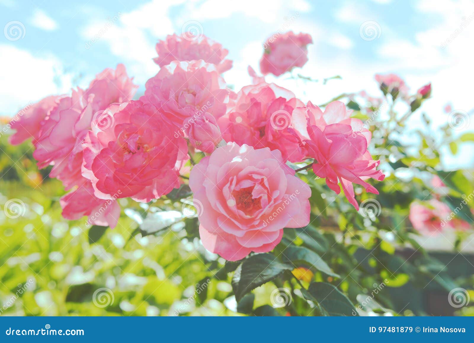 Pink Roses on Sky Background in Backlighting. Stock Image - Image of ...