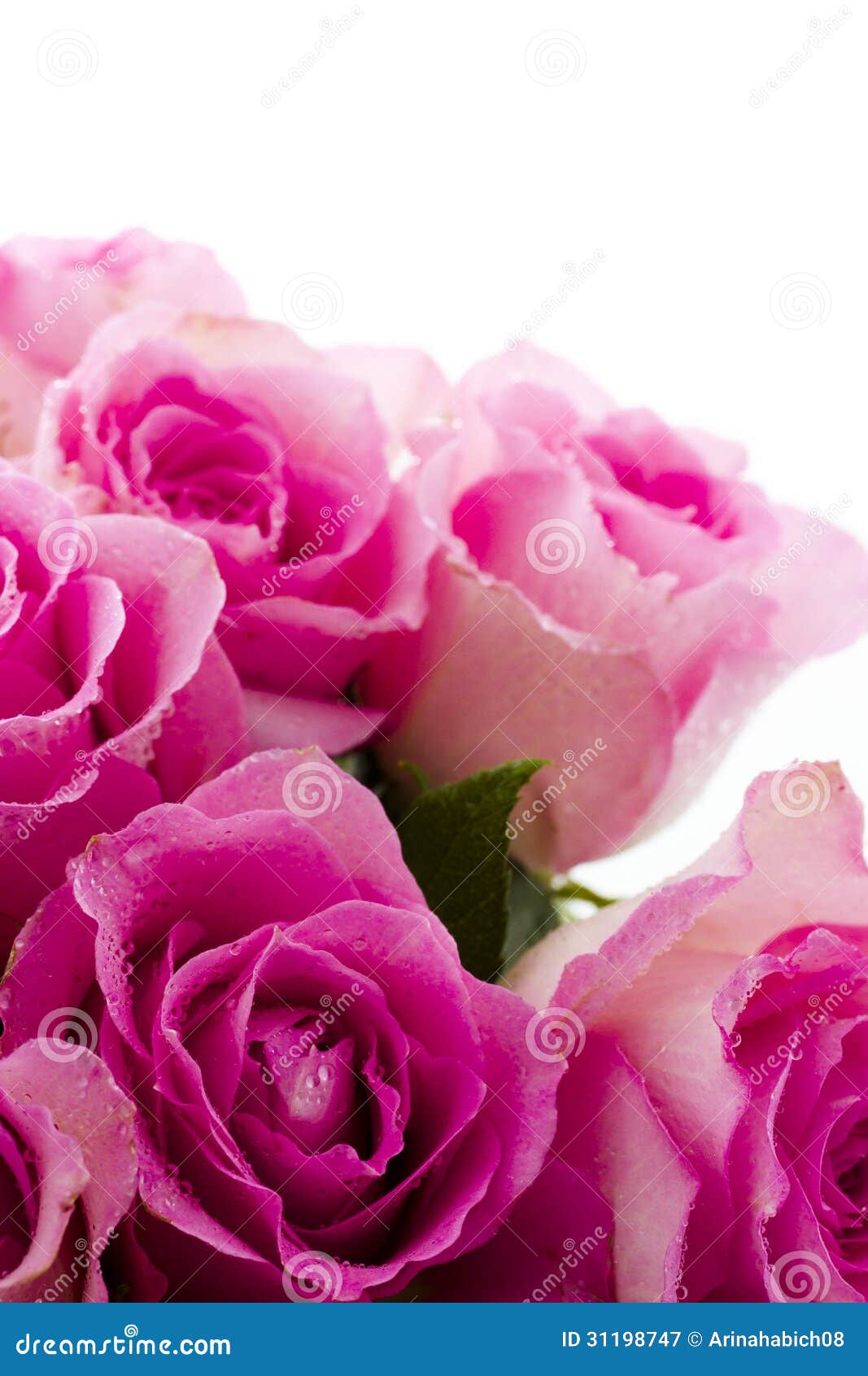 Pink roses stock image. Image of nature, small, bloom - 31198747