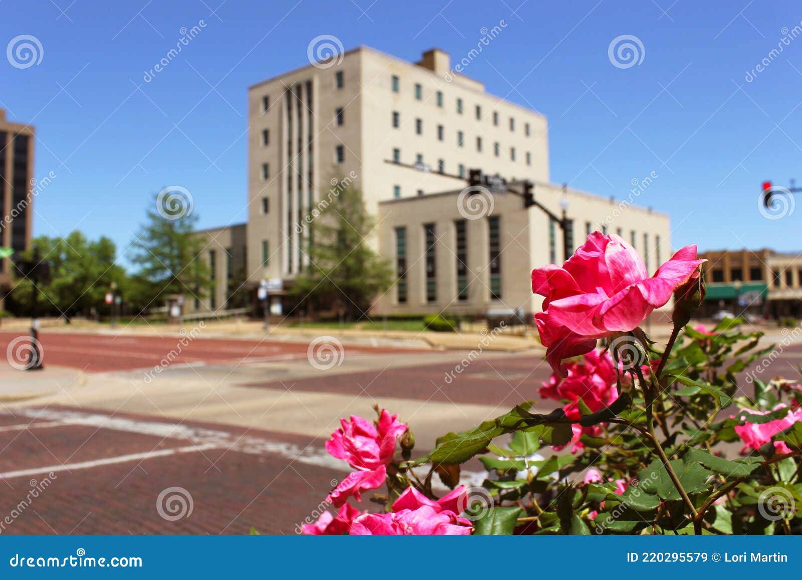 Pink Roses with Smith County Courthouse Tyler, TX in Background Stock ...