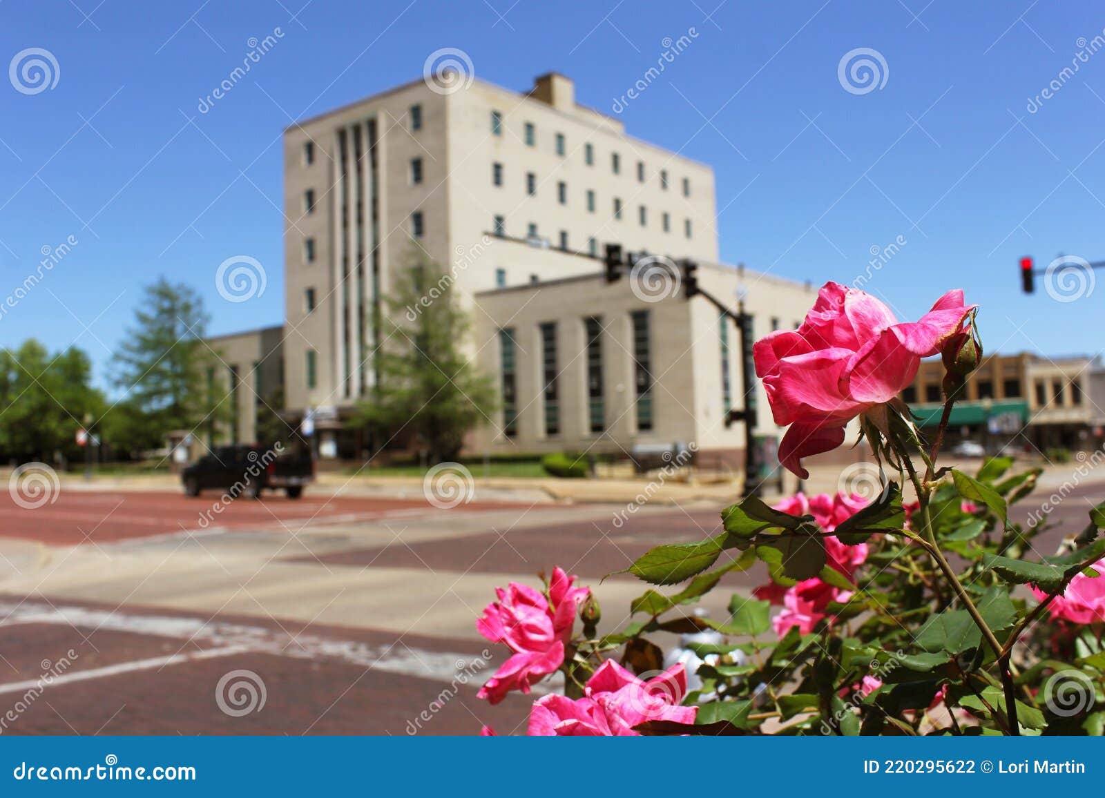 Pink Roses with Smith County Courthouse Tyler, TX in Background Stock ...