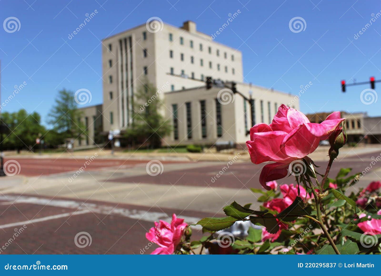 Pink Roses with Smith County Courthouse Tyler, TX in Background Stock ...