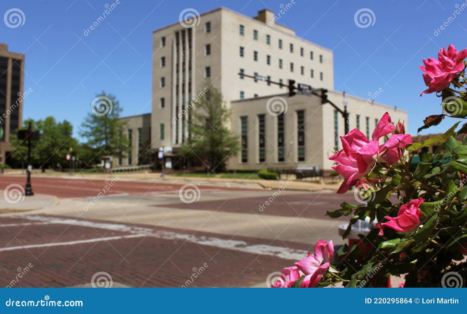 Pink Roses with Smith County Courthouse Tyler, TX in Background Stock ...