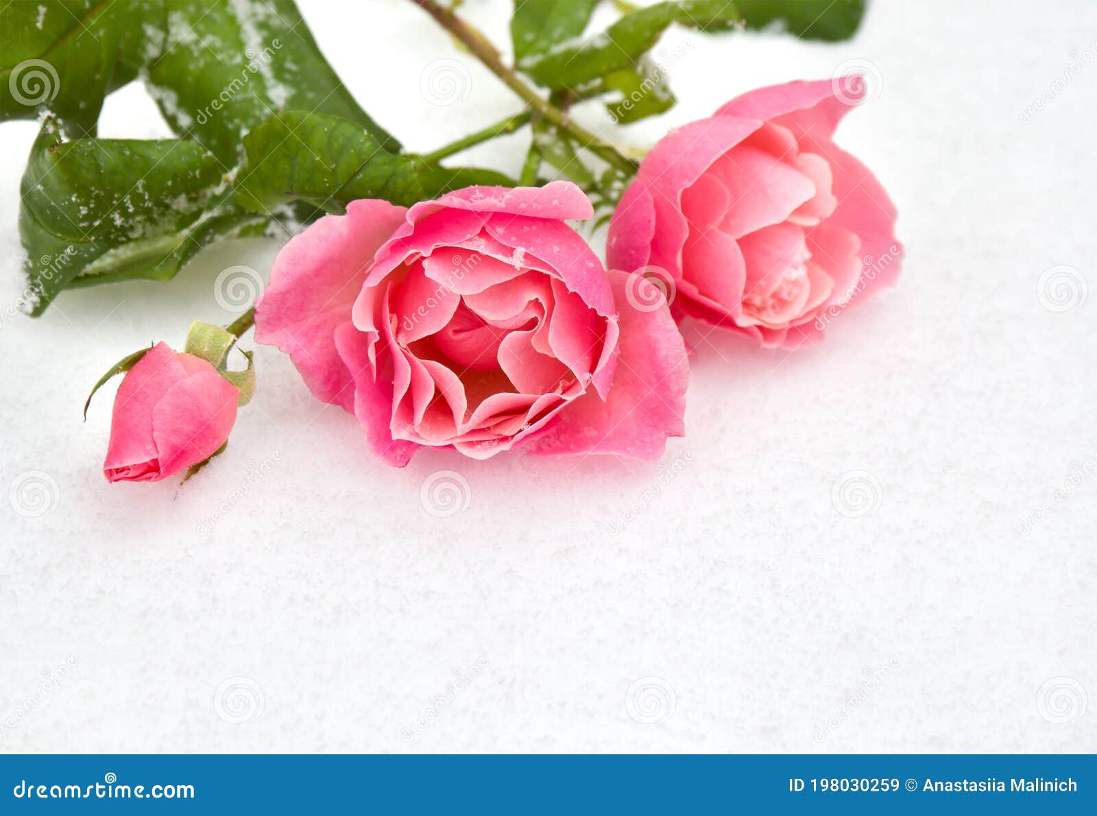 Pink Roses on Snow Background with Space for Text Stock Image - Image ...