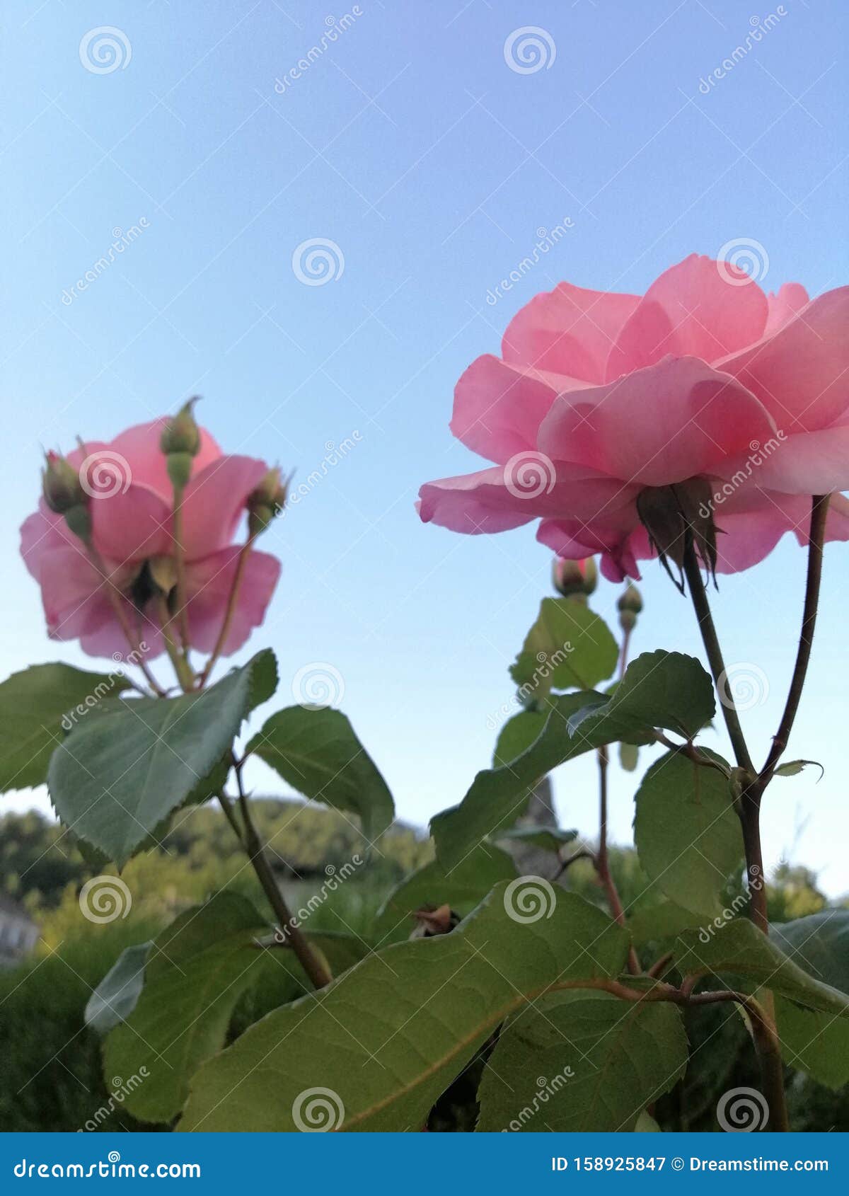 Pink Roses in Spring stock image. Image of clear, spring - 158925847