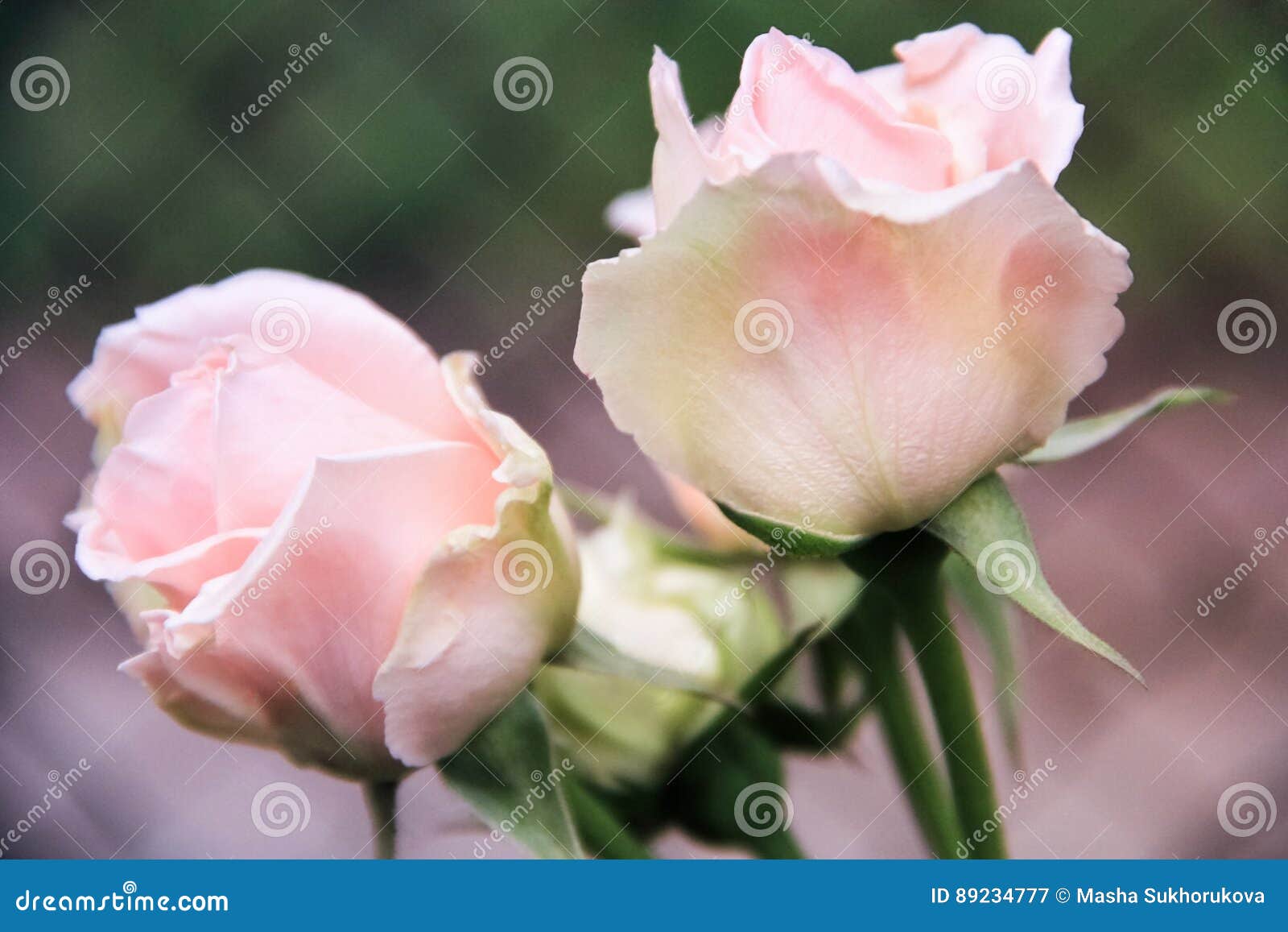 Pink roses in spring stock image. Image of birdcherry - 89234777
