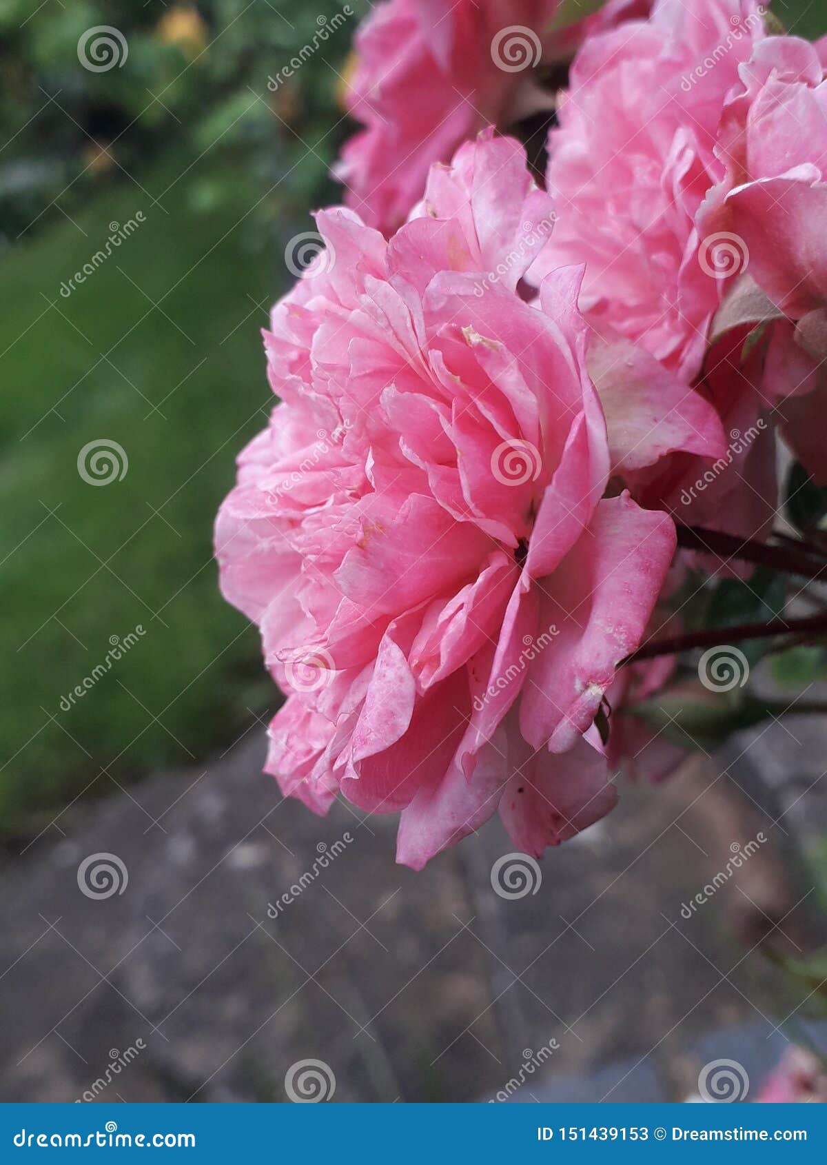 Pink roses in the summer stock image. Image of summer - 151439153