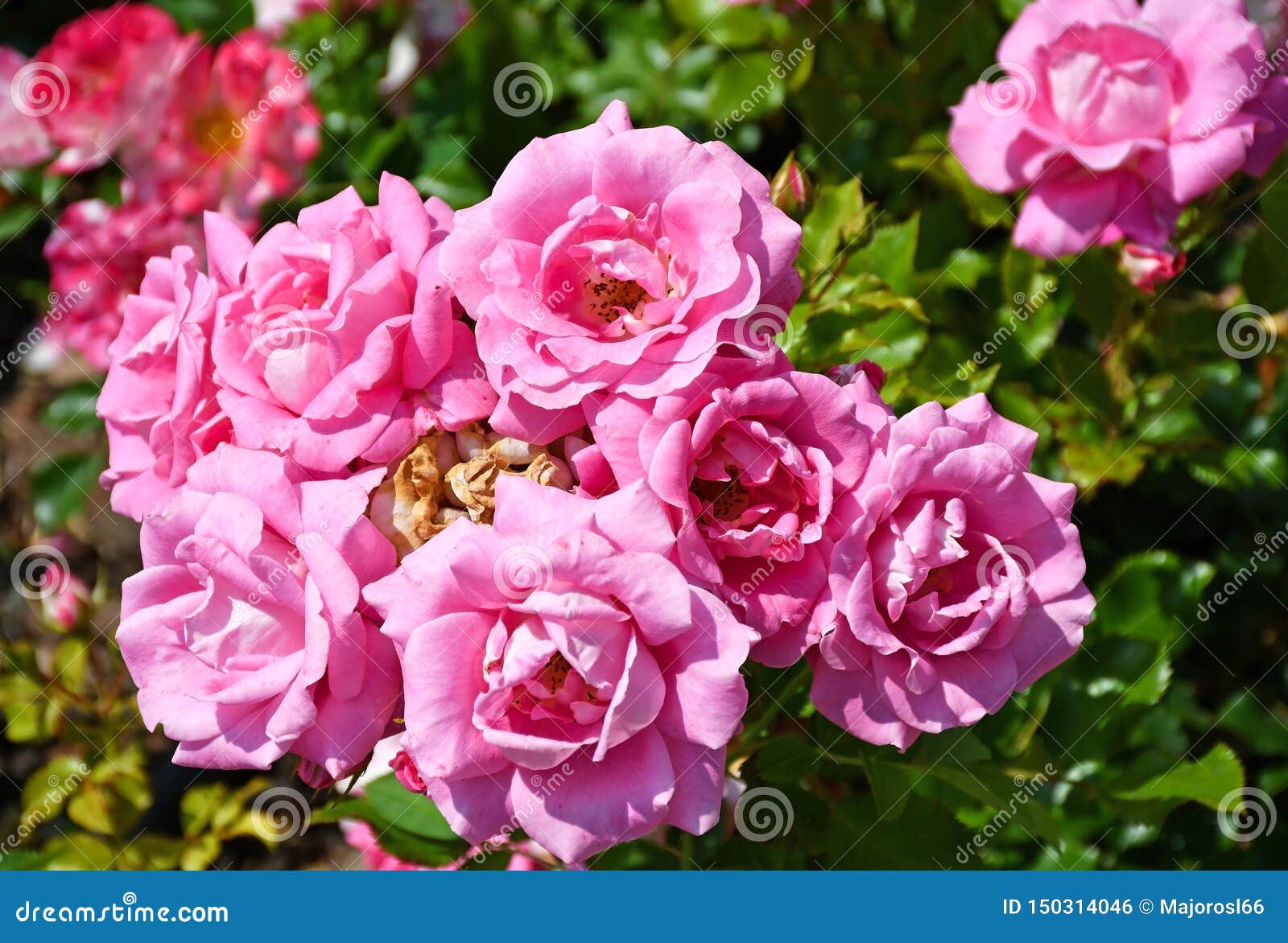 Pink roses in summer time stock photo. Image of summer - 150314046