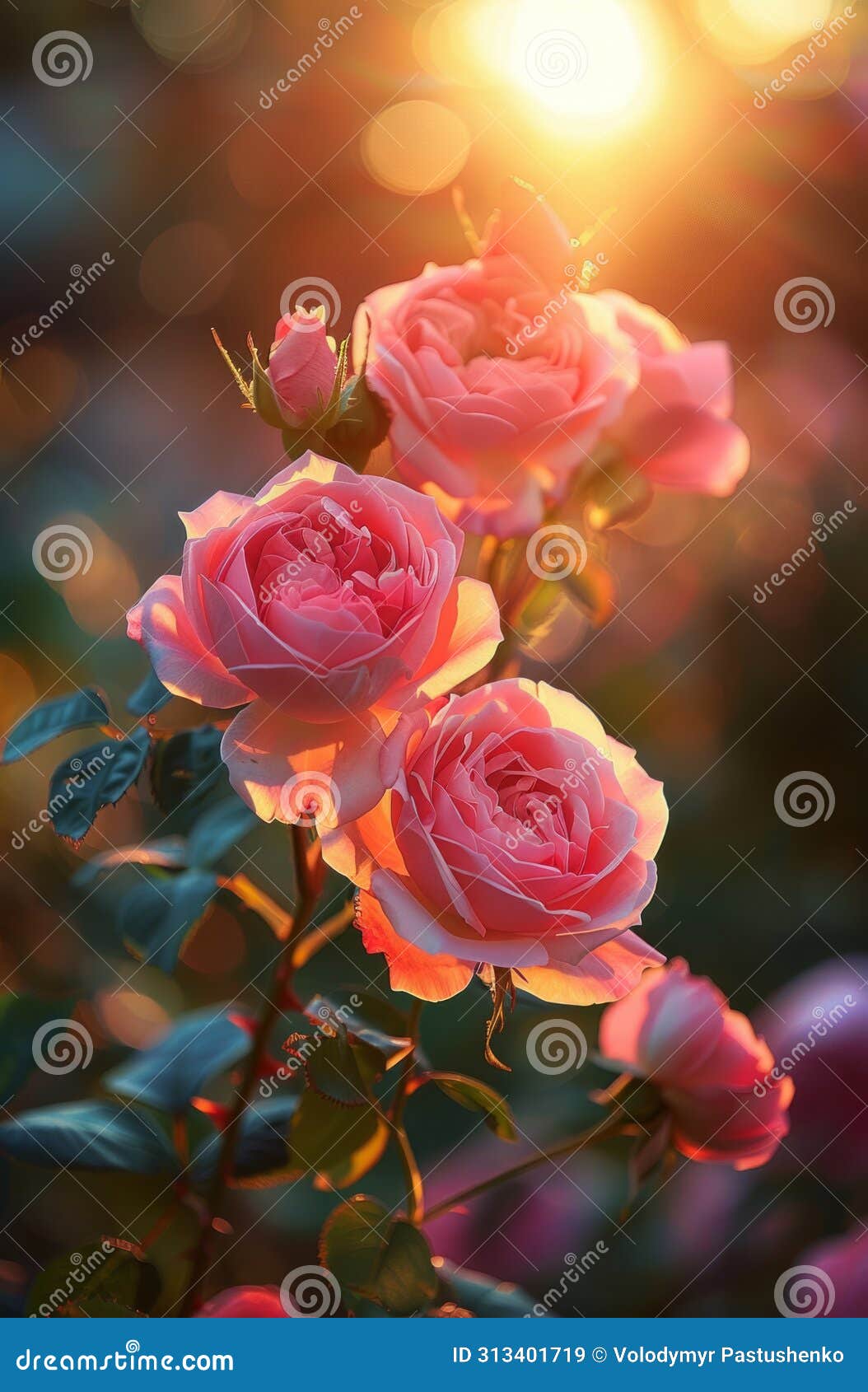 Pink roses in the sun stock image. Image of outdoor - 313401719