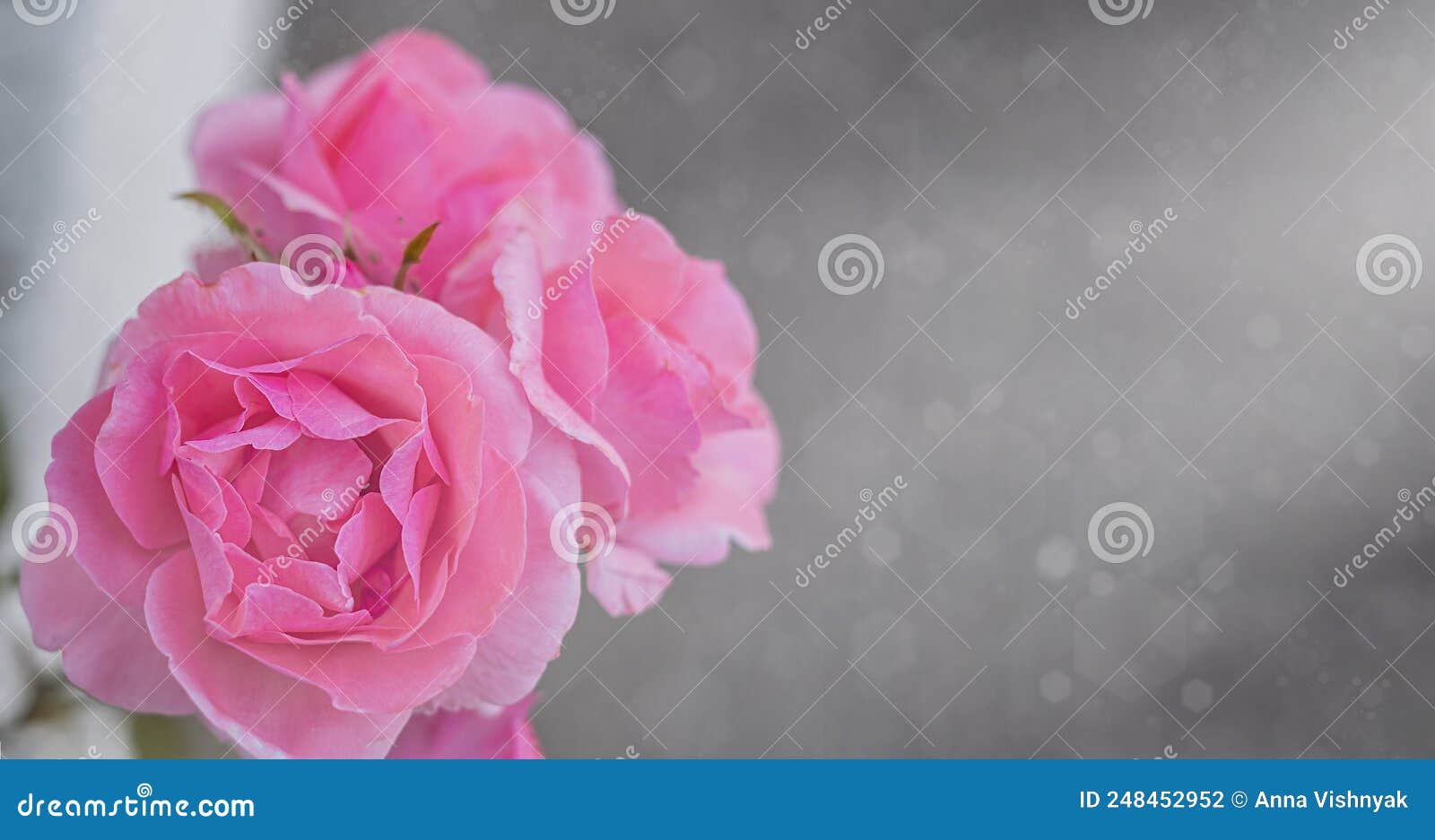 Pink Roses in the Sun on Grey Background Stock Photo - Image of closeup ...