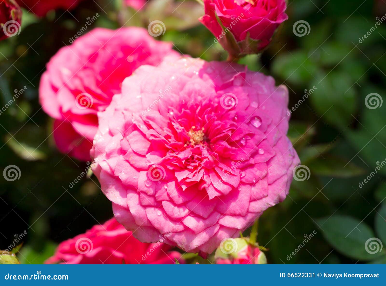 Pink roses stock image. Image of wild, nature, celebration - 66522331