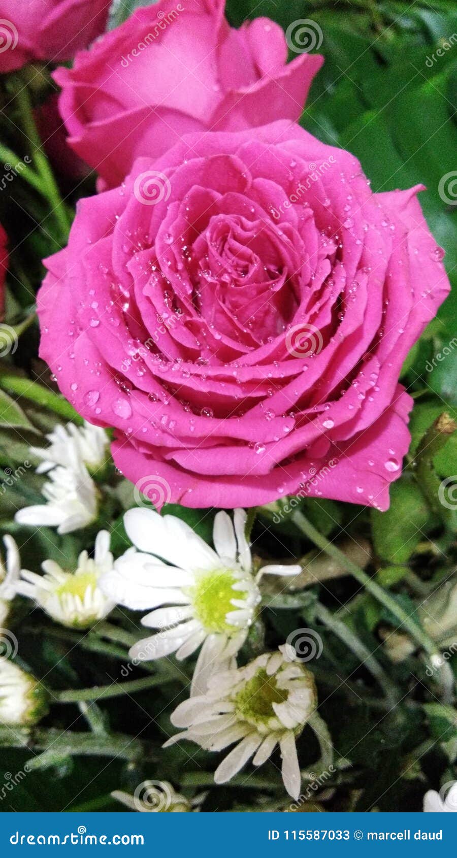 Pink roses stock image. Image of sweet, pink, roses - 115587033