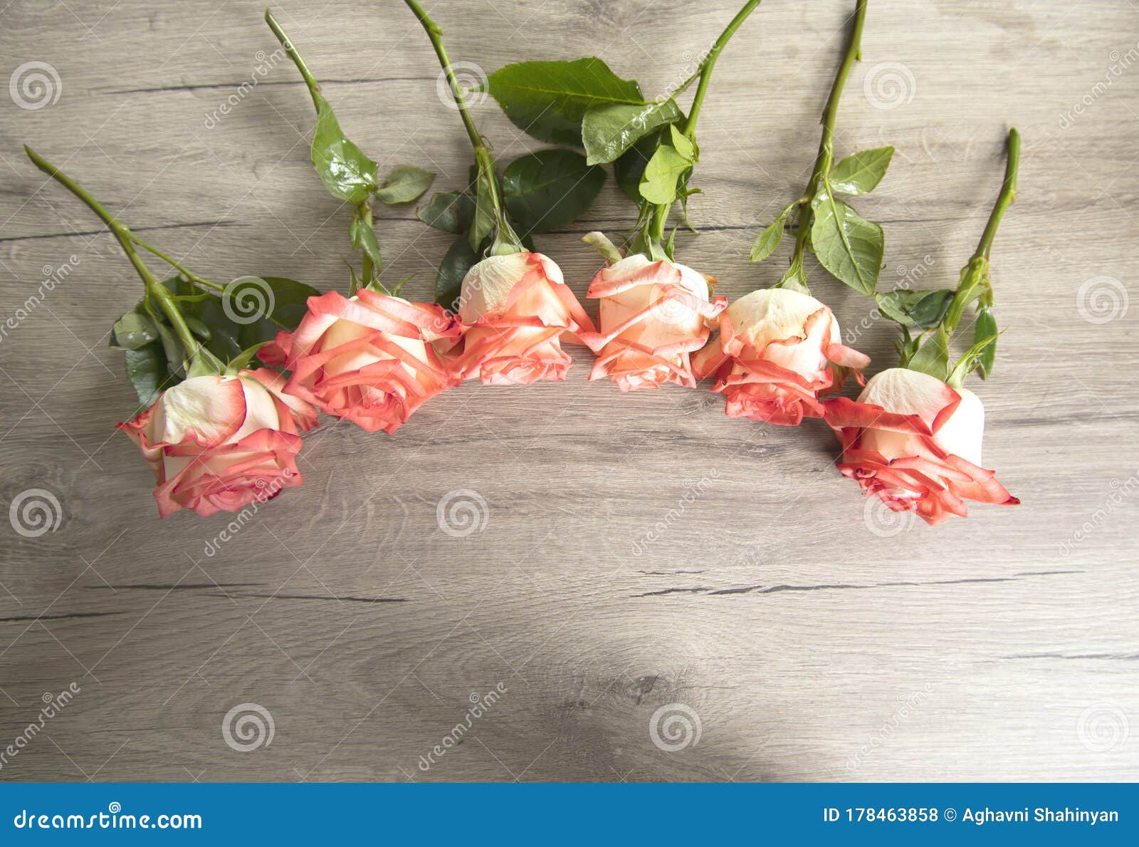 Pink roses on the table stock photo. Image of holiday - 178463858