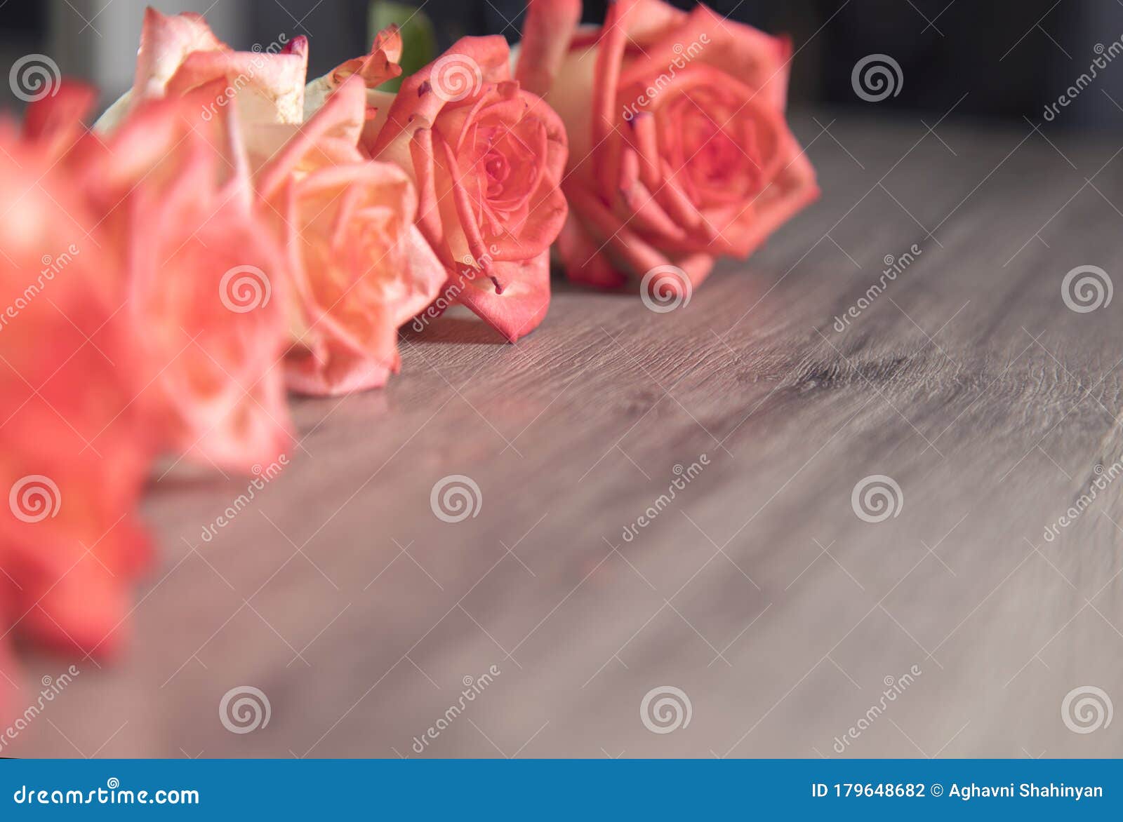 Pink roses on the table stock photo. Image of table - 179648682