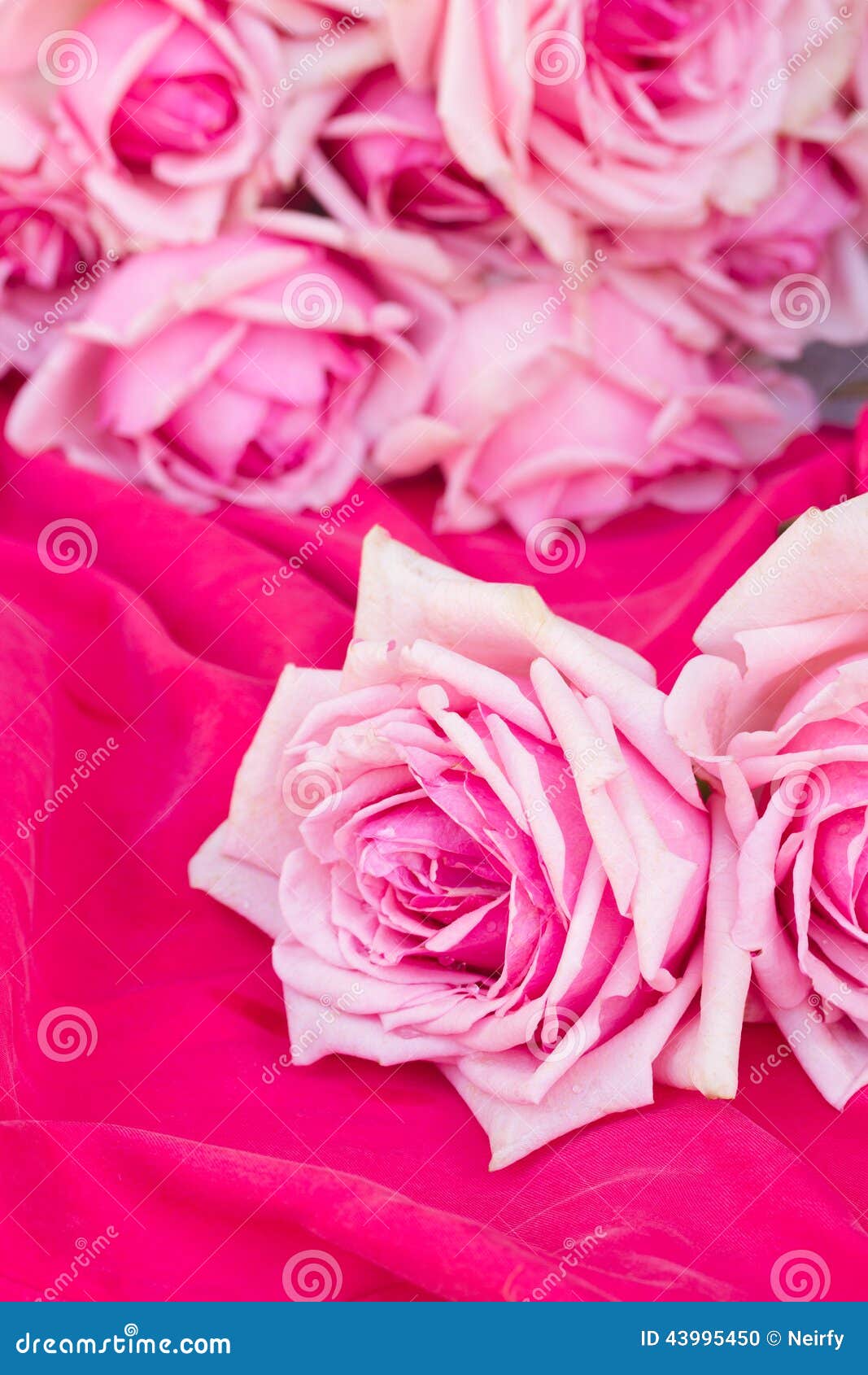 Pink roses on table stock photo. Image of event, pink - 43995450