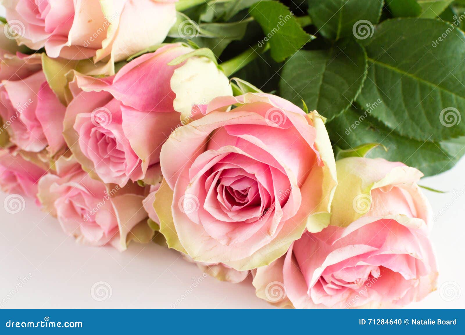 Pink roses on table stock photo. Image of petals, gift - 71284640