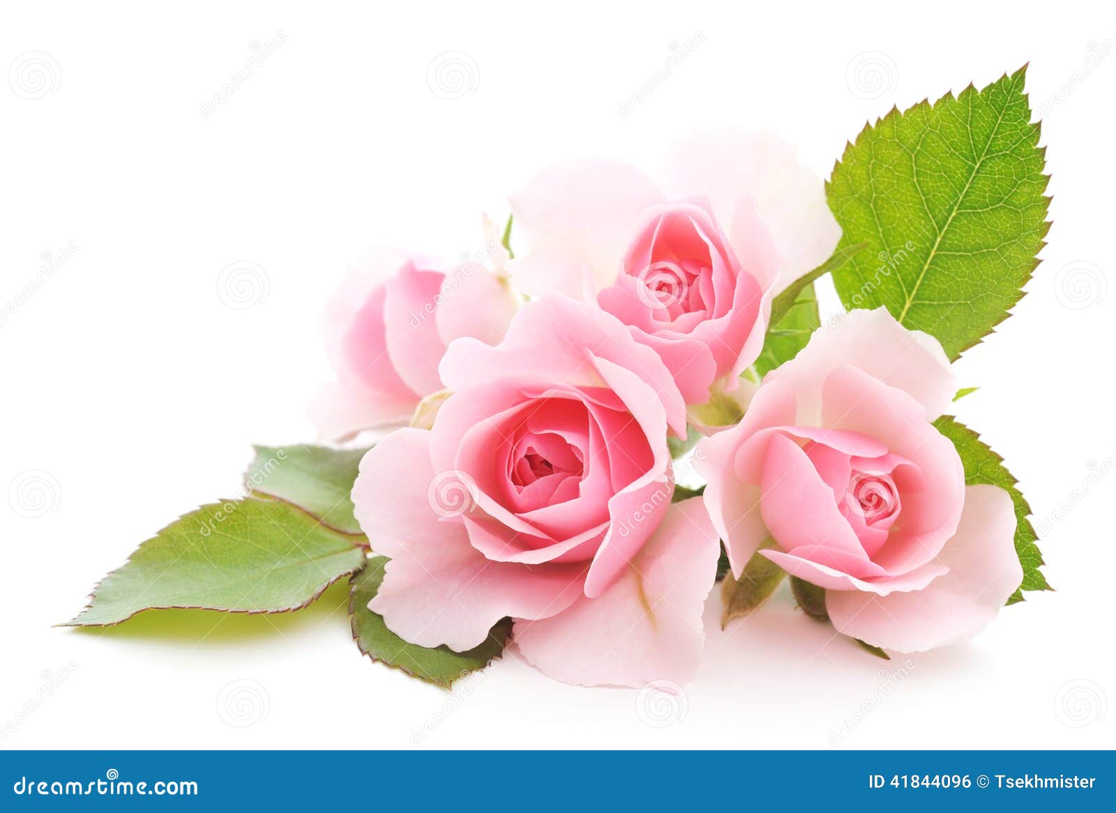 Background With Roses Stock Image | CartoonDealer.com #30140701