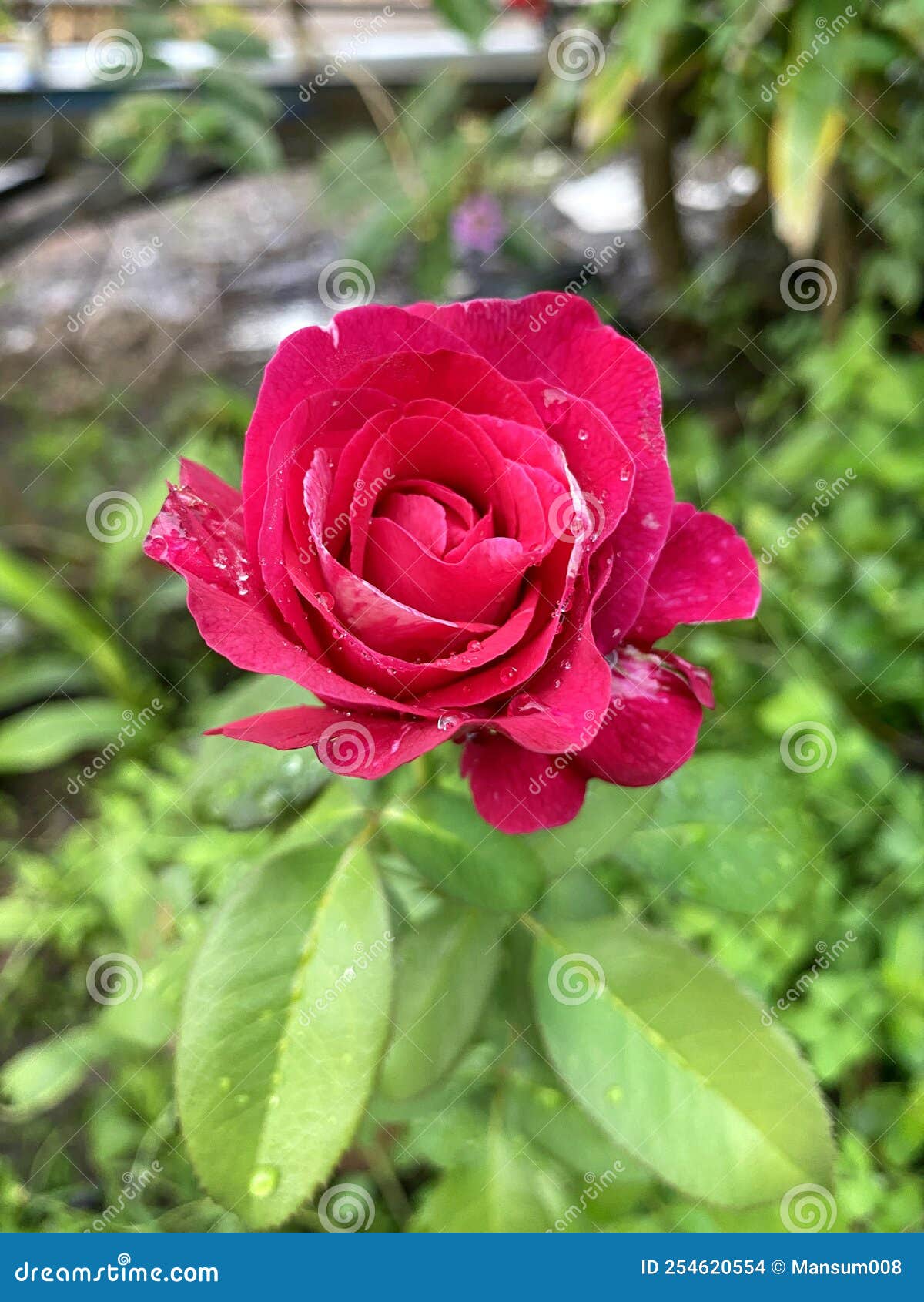 Pink roses on a tree stock photo. Image of outdoors - 254620554