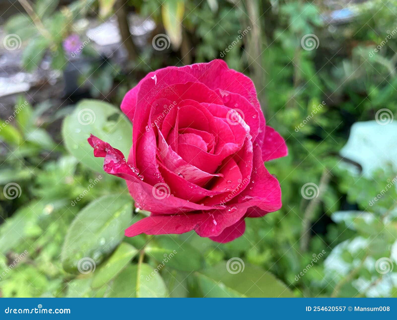 Pink roses on a tree stock image. Image of love, leaf - 254620557