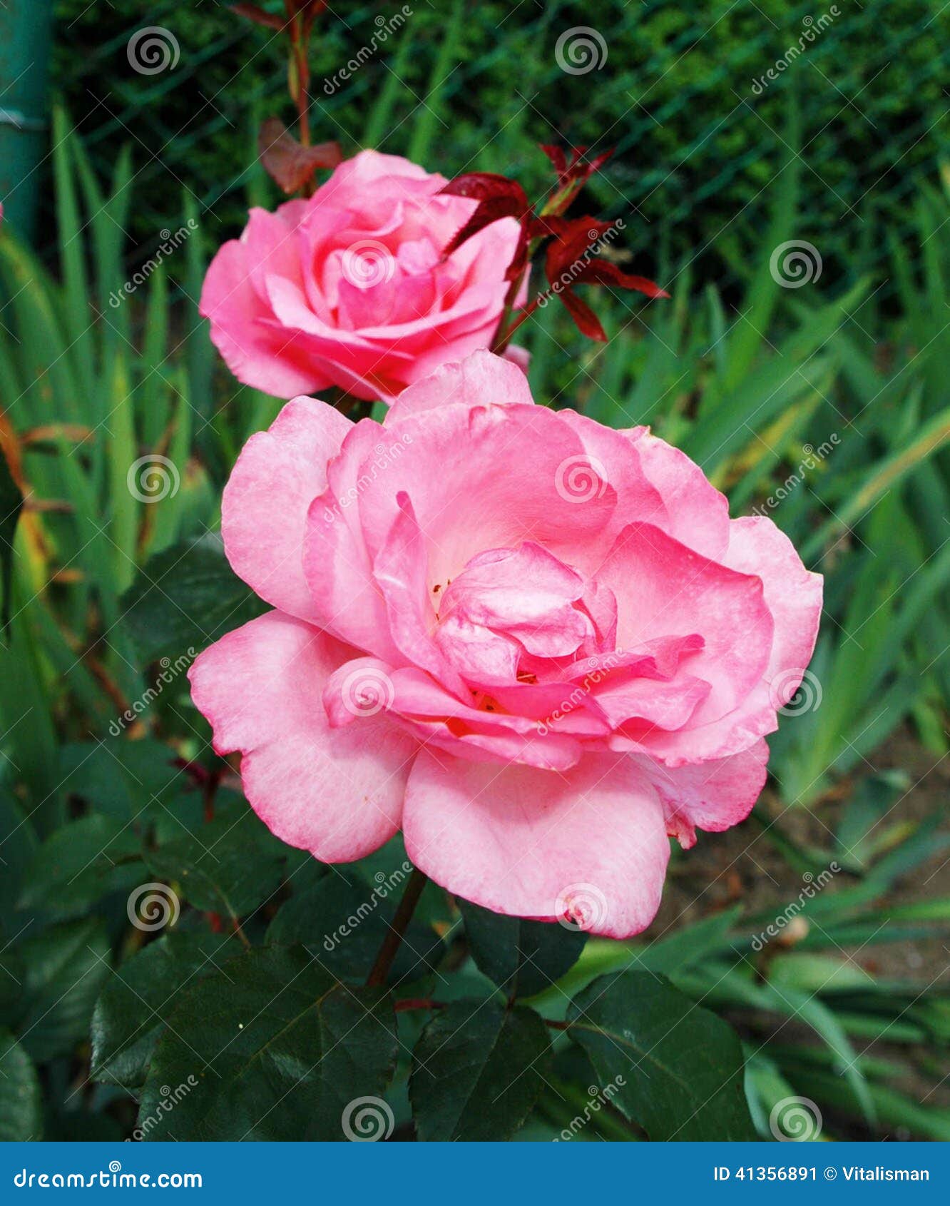 Pink roses stock image. Image of pips, uninhabited, colourful - 41356891