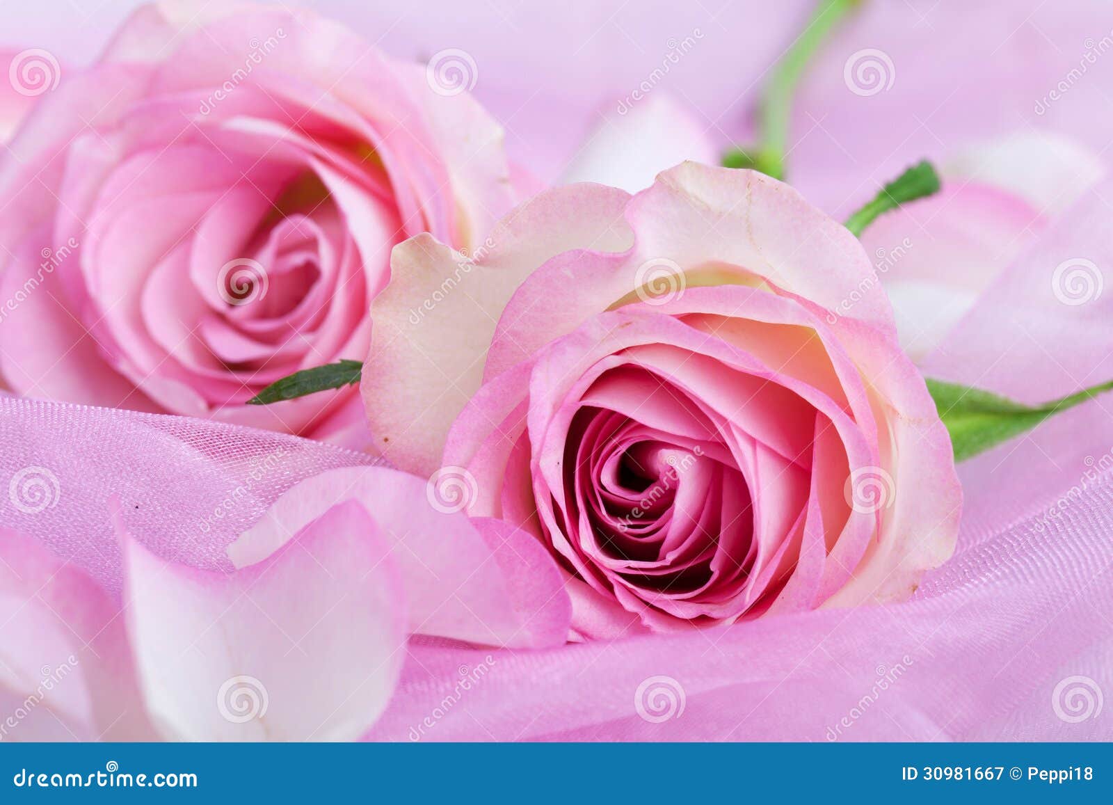 Pink roses stock image. Image of wedding, stylish, wellness - 30981667