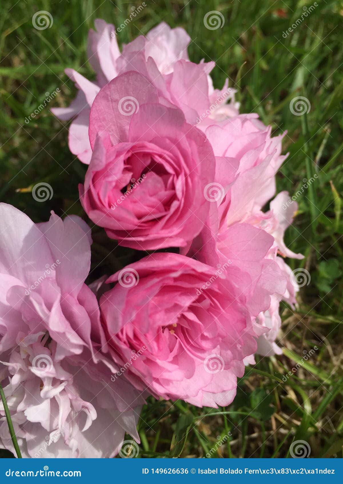 Roses stock photo. Image of spring, pink, roses, grass - 149626636