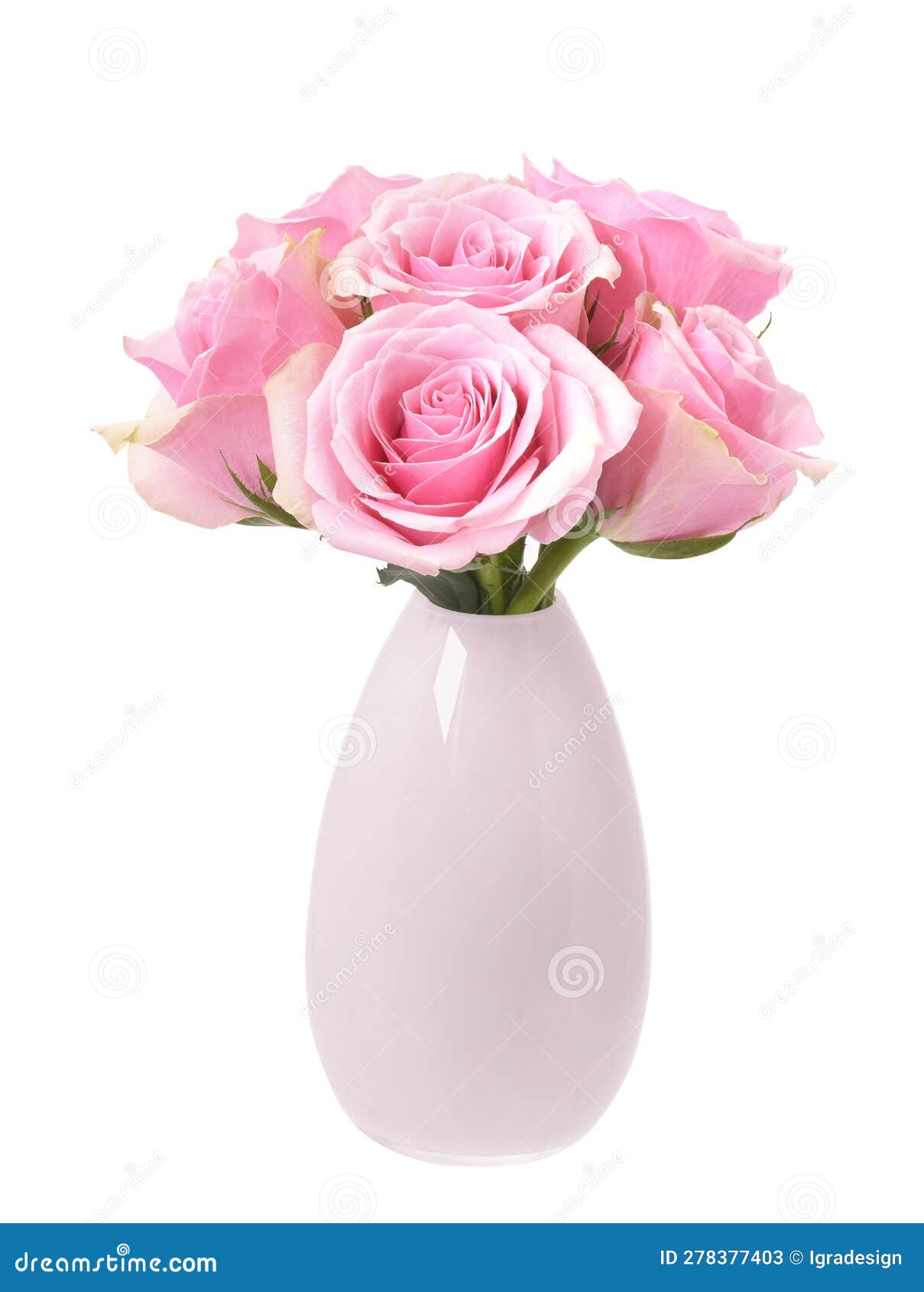 Pink Roses in Vase Isolated on White Stock Image - Image of center ...