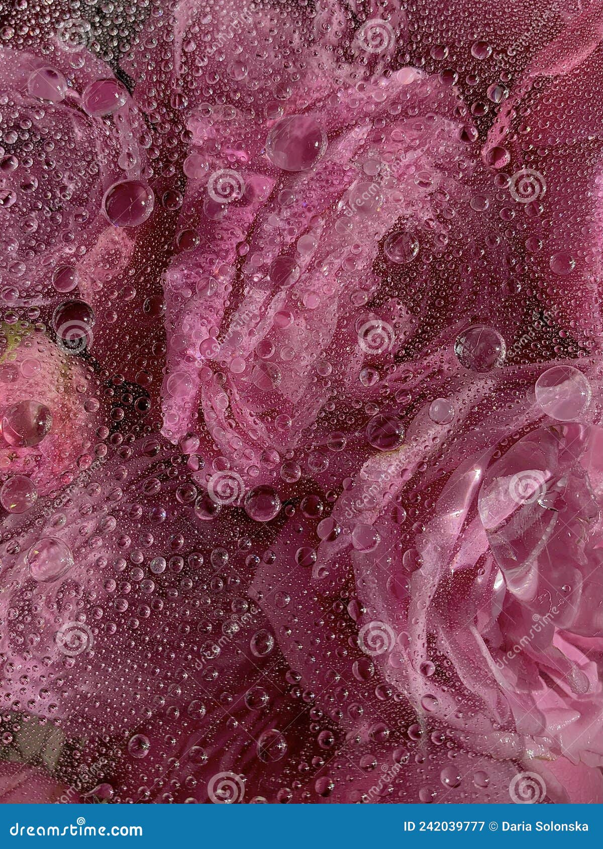 Pink Roses with Water Drops Many Drops Stock Image - Image of petal ...