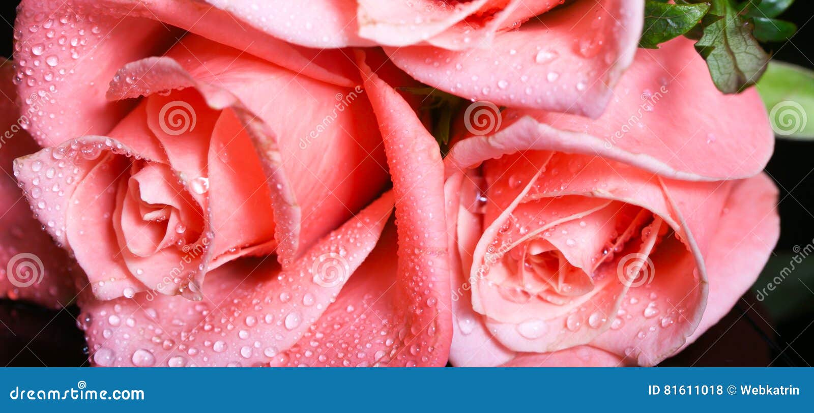 Pink Roses with Water Drops on a White Background Stock Photo - Image ...