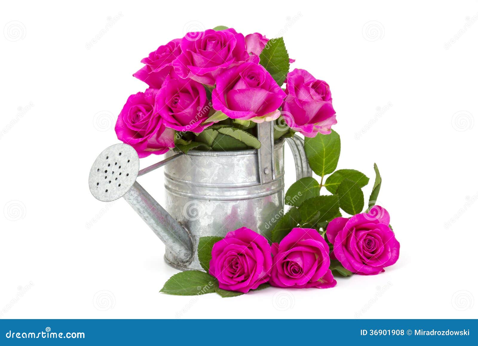 Pink Roses in a Watering Can Stock Photo - Image of pink, birthday ...