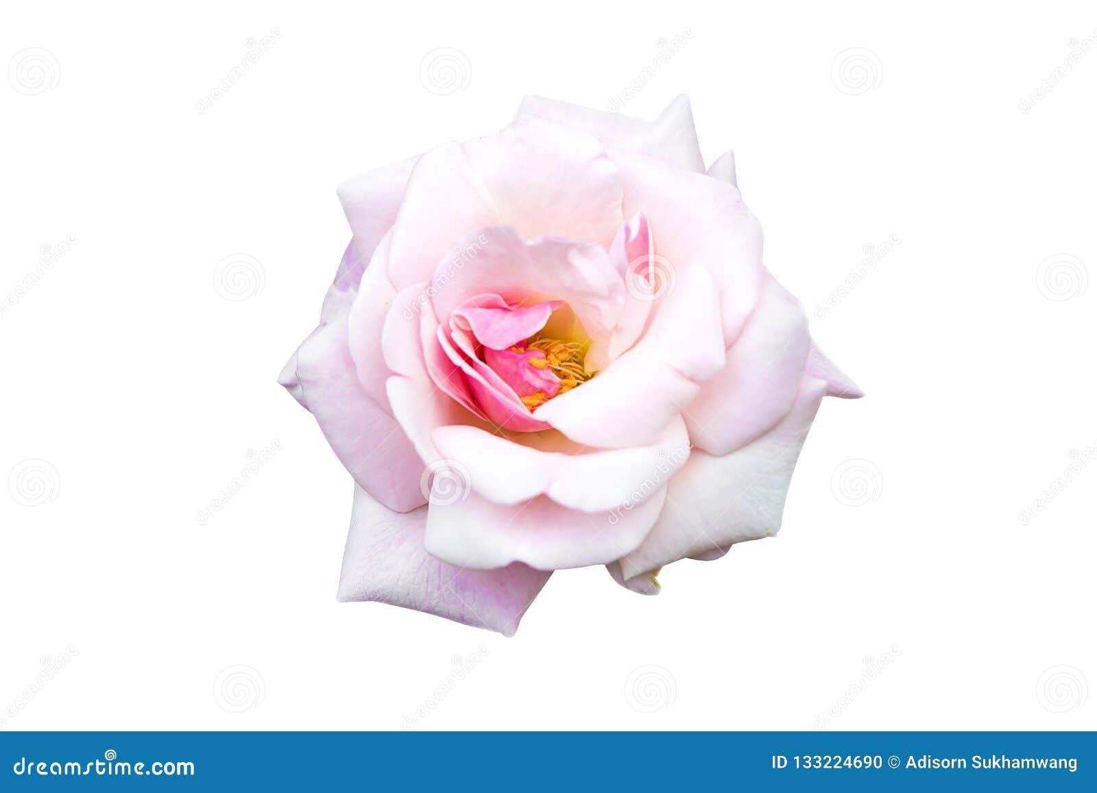 Pink Roses on a White Background Stock Photo - Image of background ...