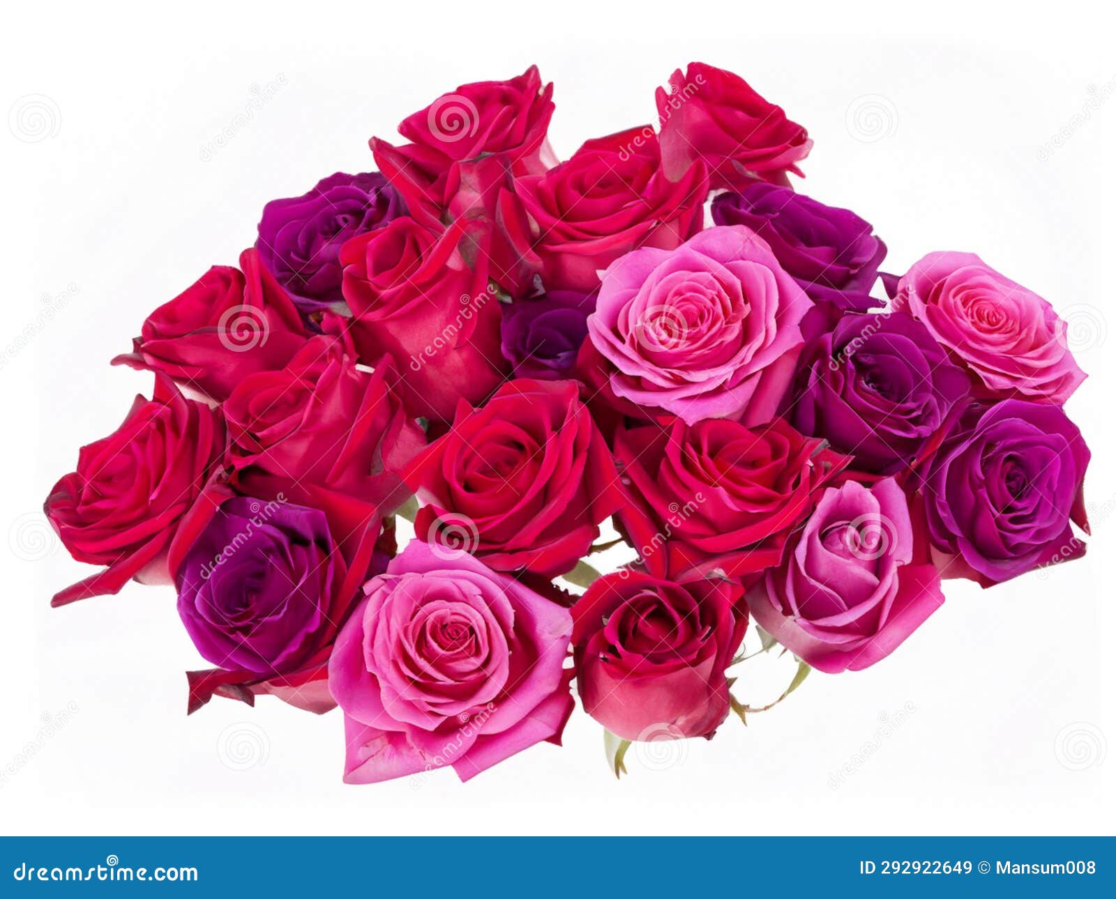 Pink Roses on White Background Stock Image - Image of flora, romance ...