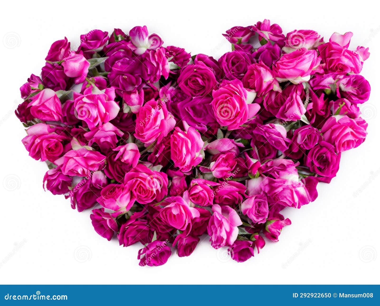 Pink Roses on White Background Stock Photo - Image of pink, gift: 292922650