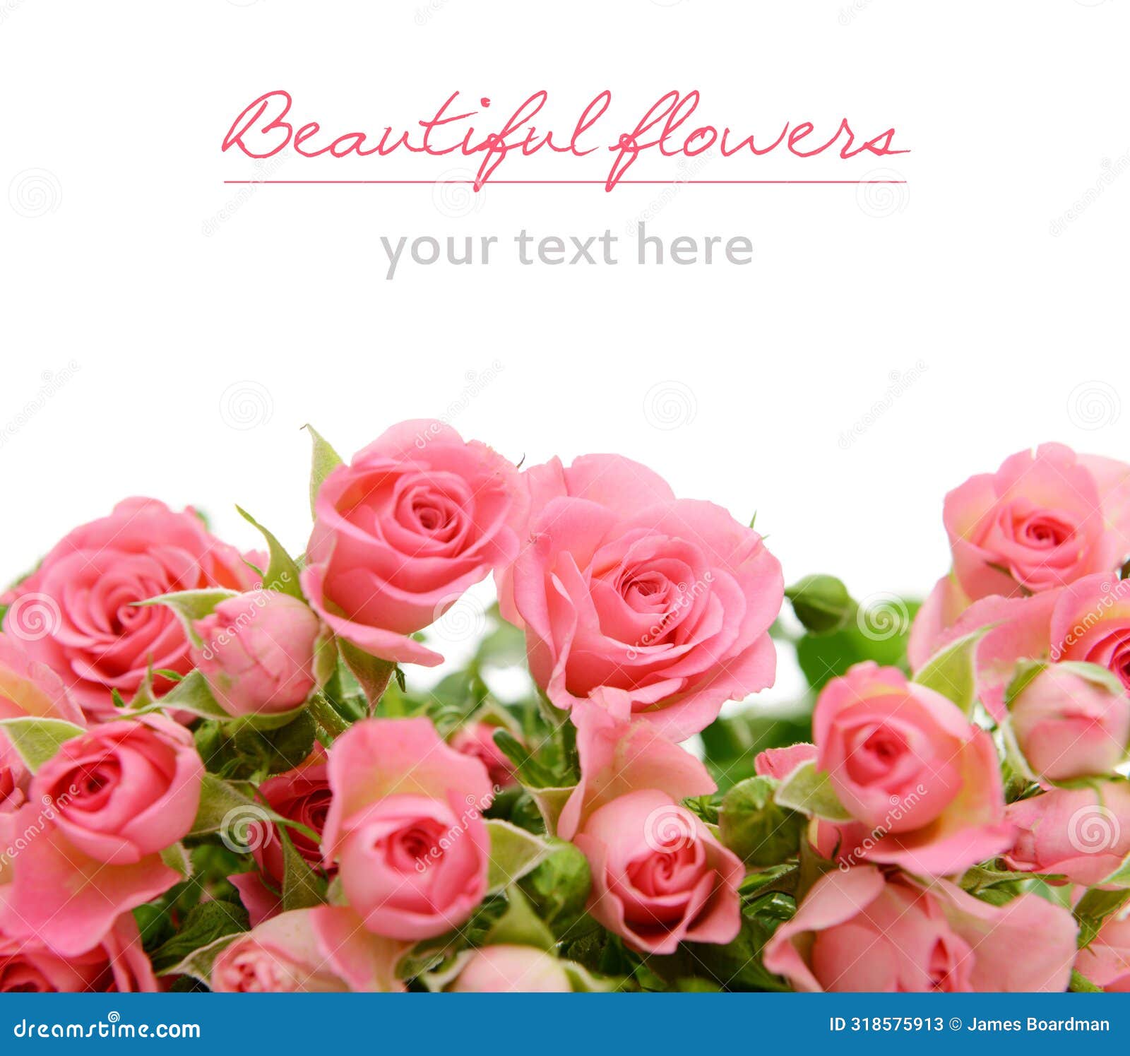 Pink Roses on White Background Stock Image - Image of flower, copy ...