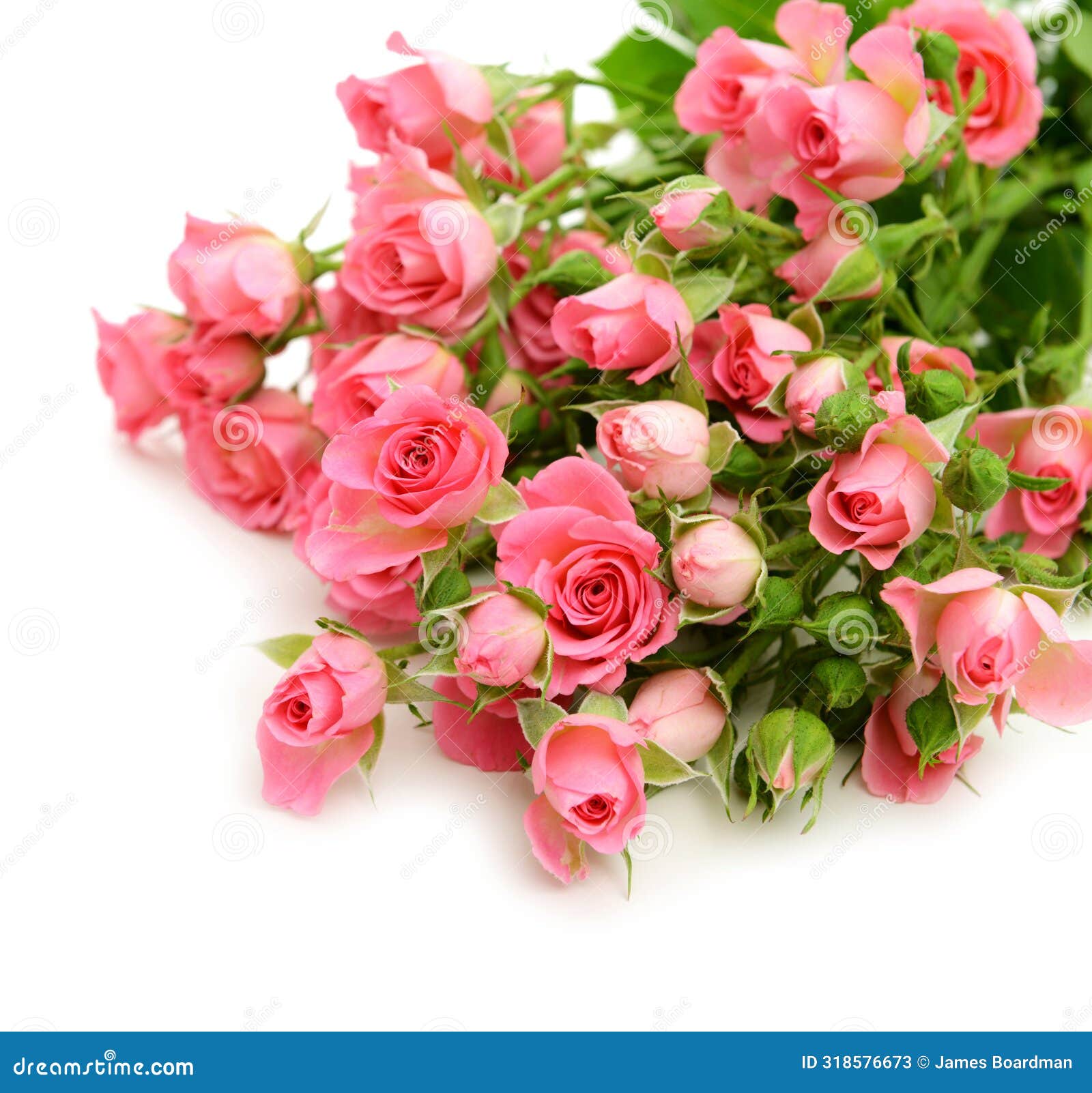 Pink Roses on White Background Stock Image - Image of event, blossom ...
