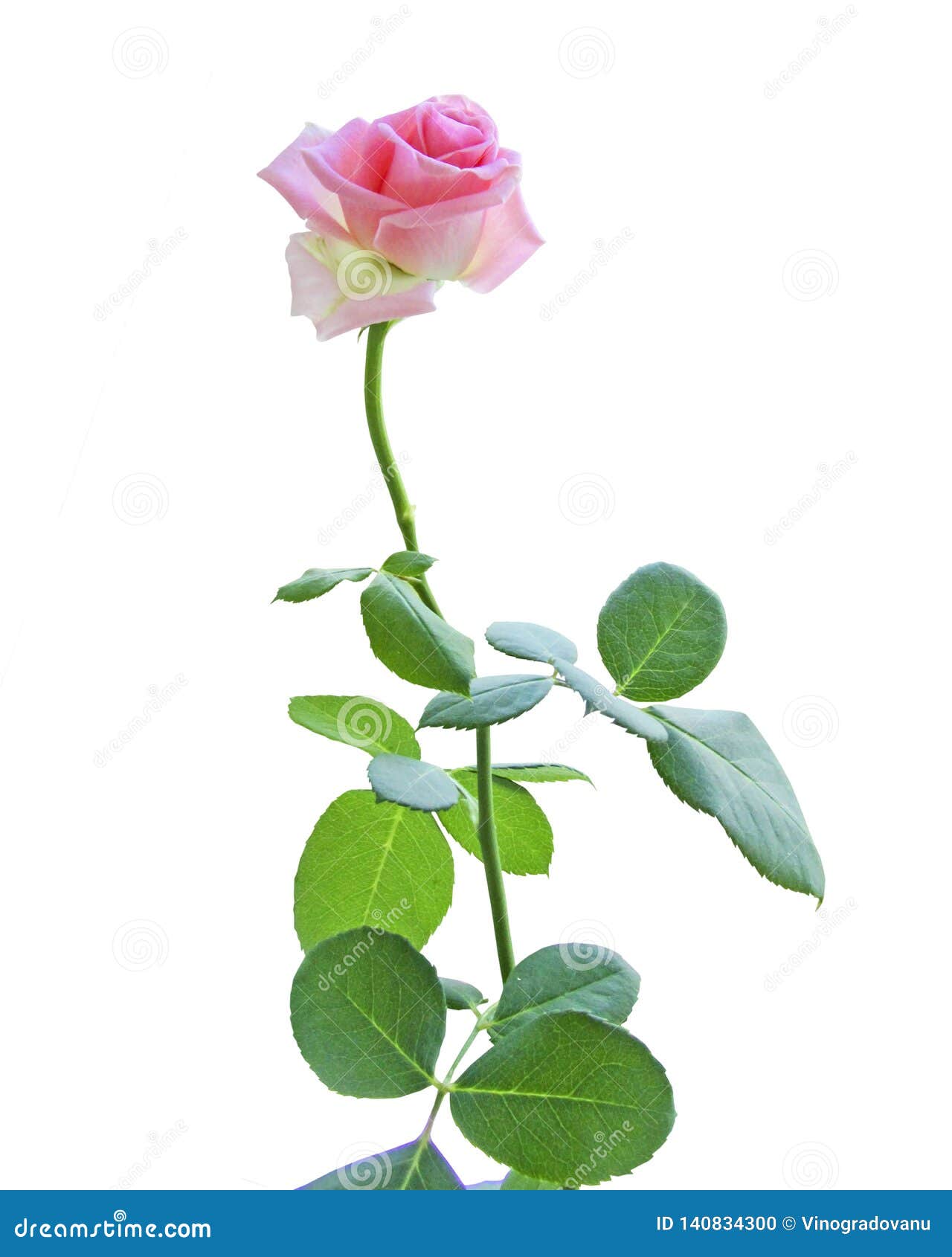 Red Roses With White Stripes Hocus Pocus Royalty-Free Stock Photography ...