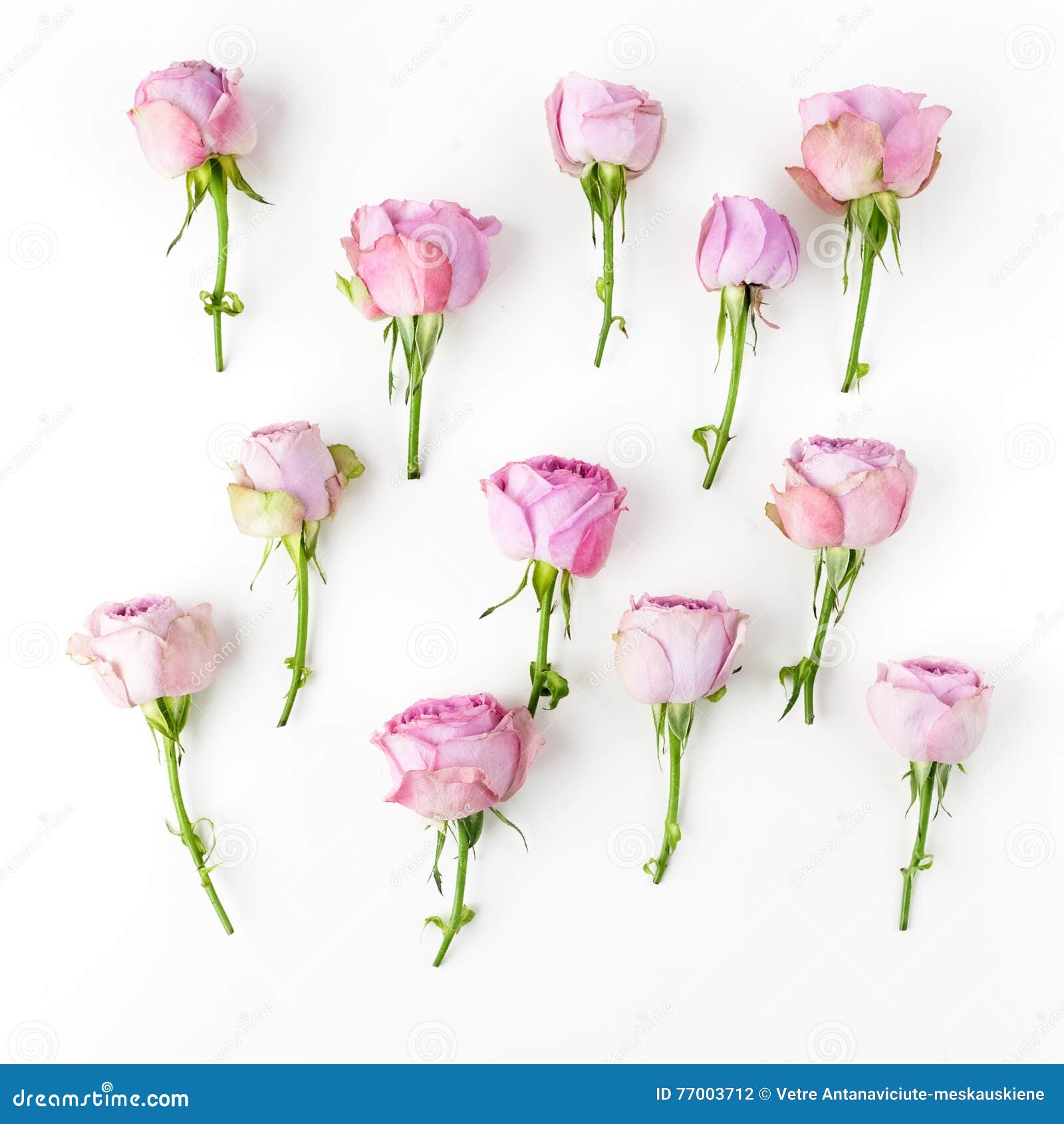 Pink Roses on White Background. Overhead View. Flat Lay Stock Photo ...
