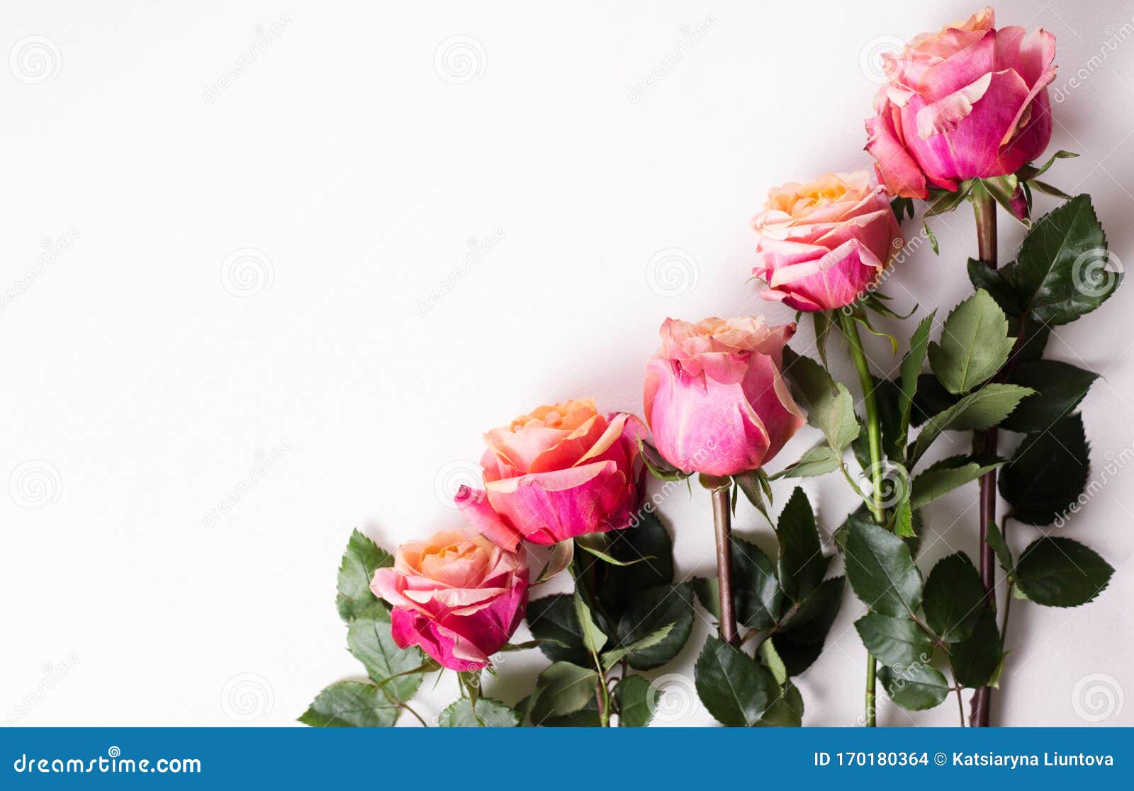 Pink Roses on White Background Stock Photo - Image of purple, space ...