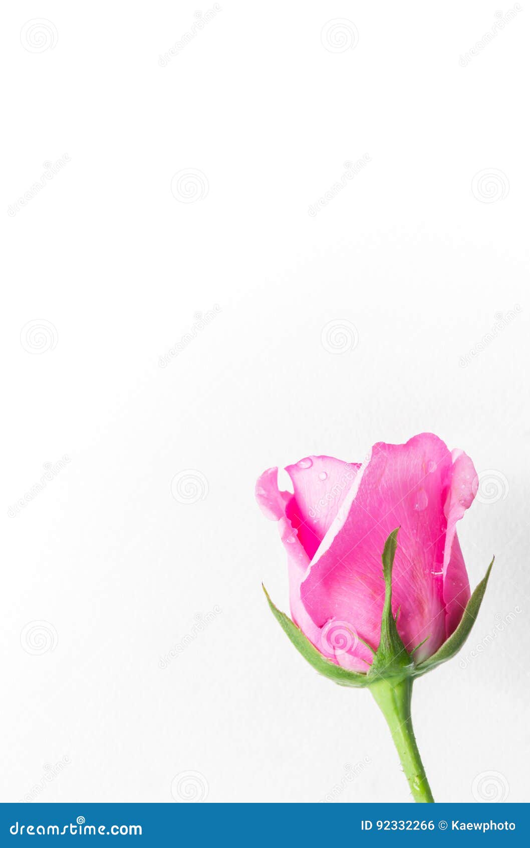 Pink Roses on a White Background Stock Photo - Image of pink, decorated ...