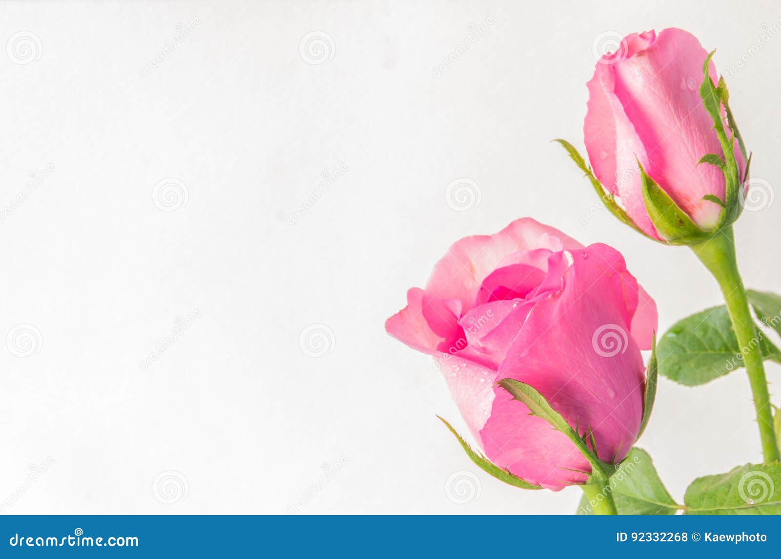 Pink Roses on a White Background Stock Photo - Image of heap, design ...