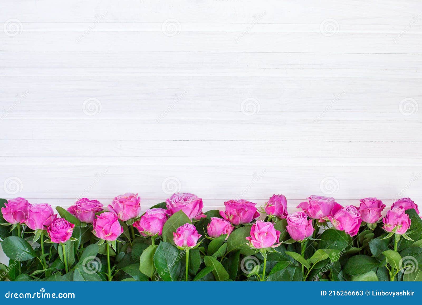 Pink Roses on a White Background Stock Image - Image of blooming ...