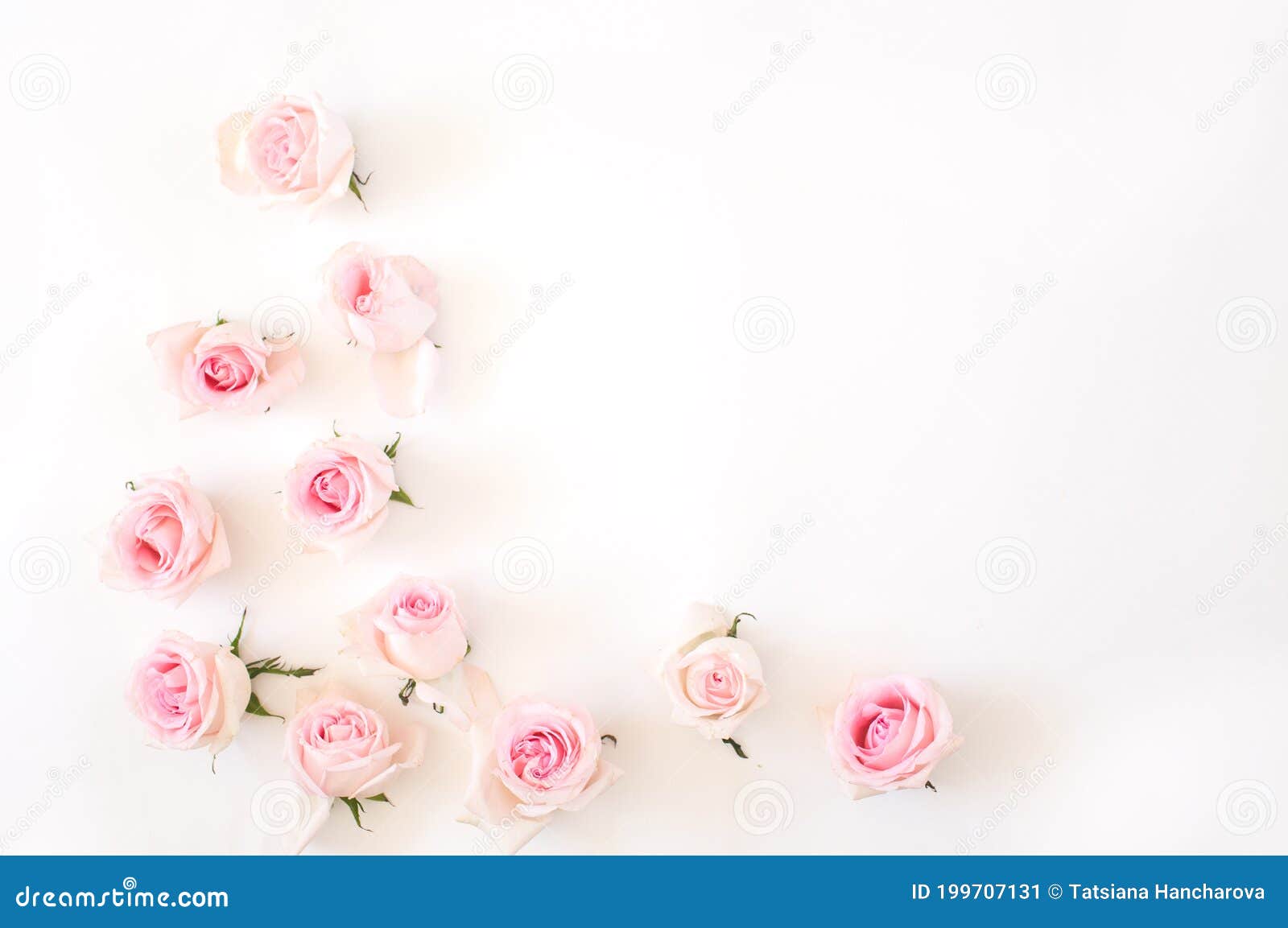 Pink Roses on a White Background. View from Above Stock Image - Image ...